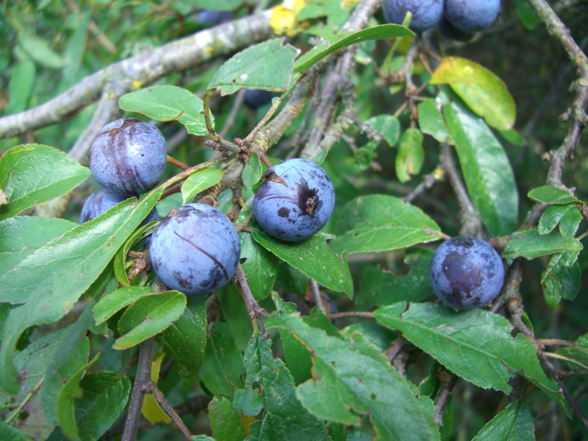 Blue berries on a bush free image download