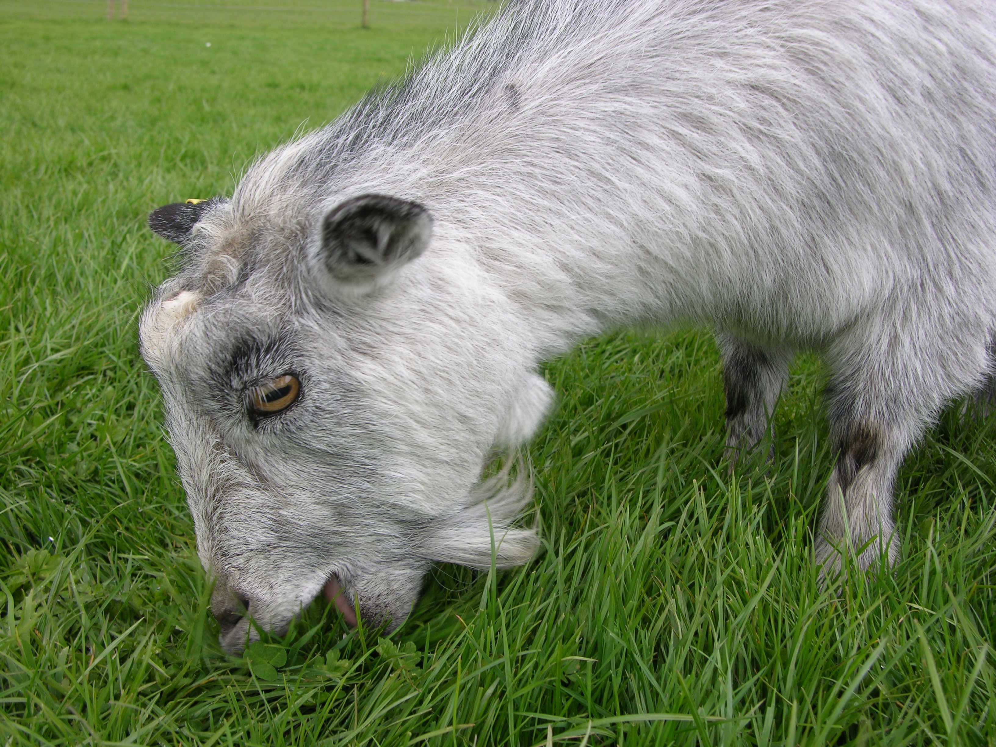 Goat chewing grass free image download