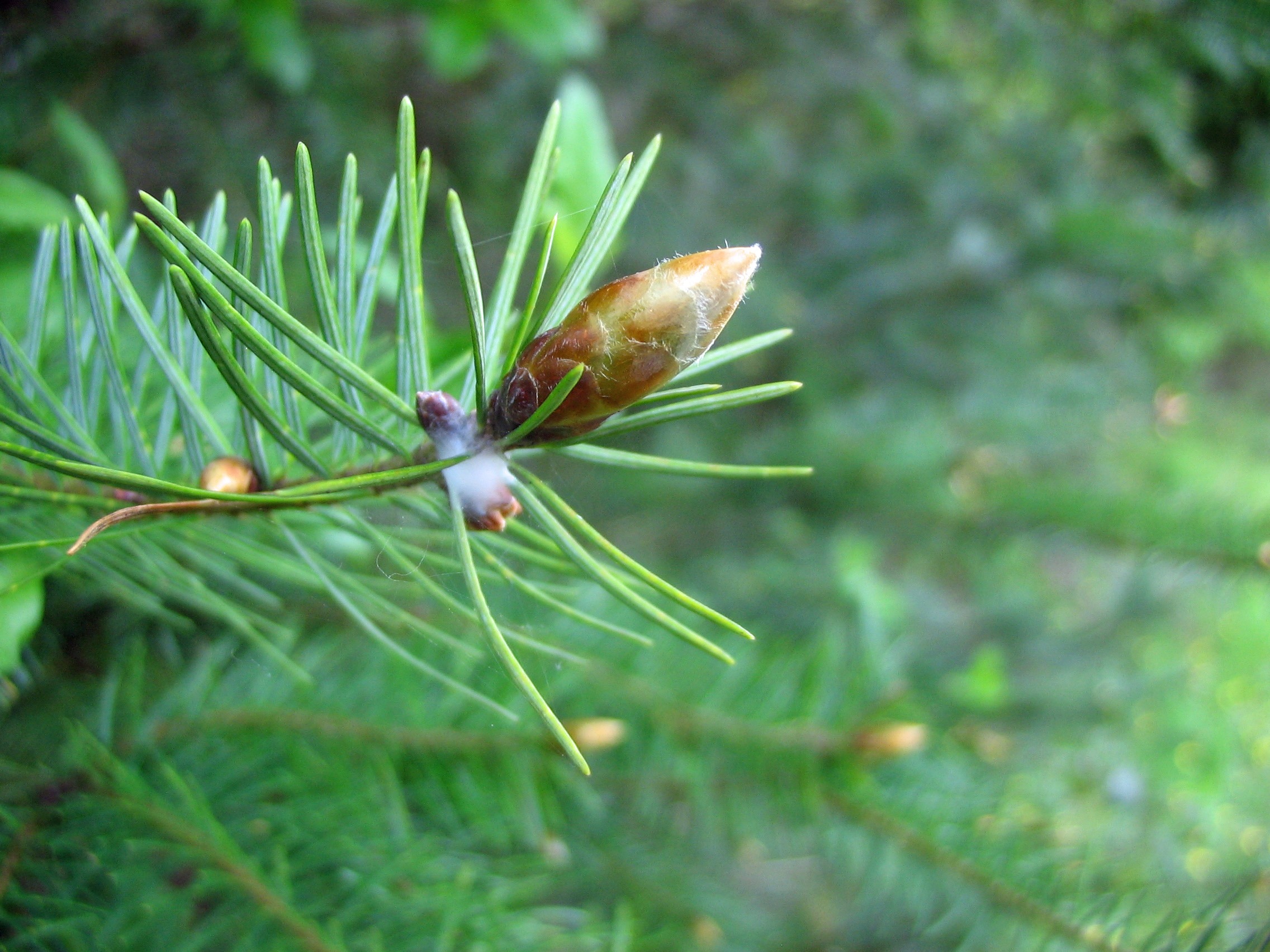 Pine cone branch free image download