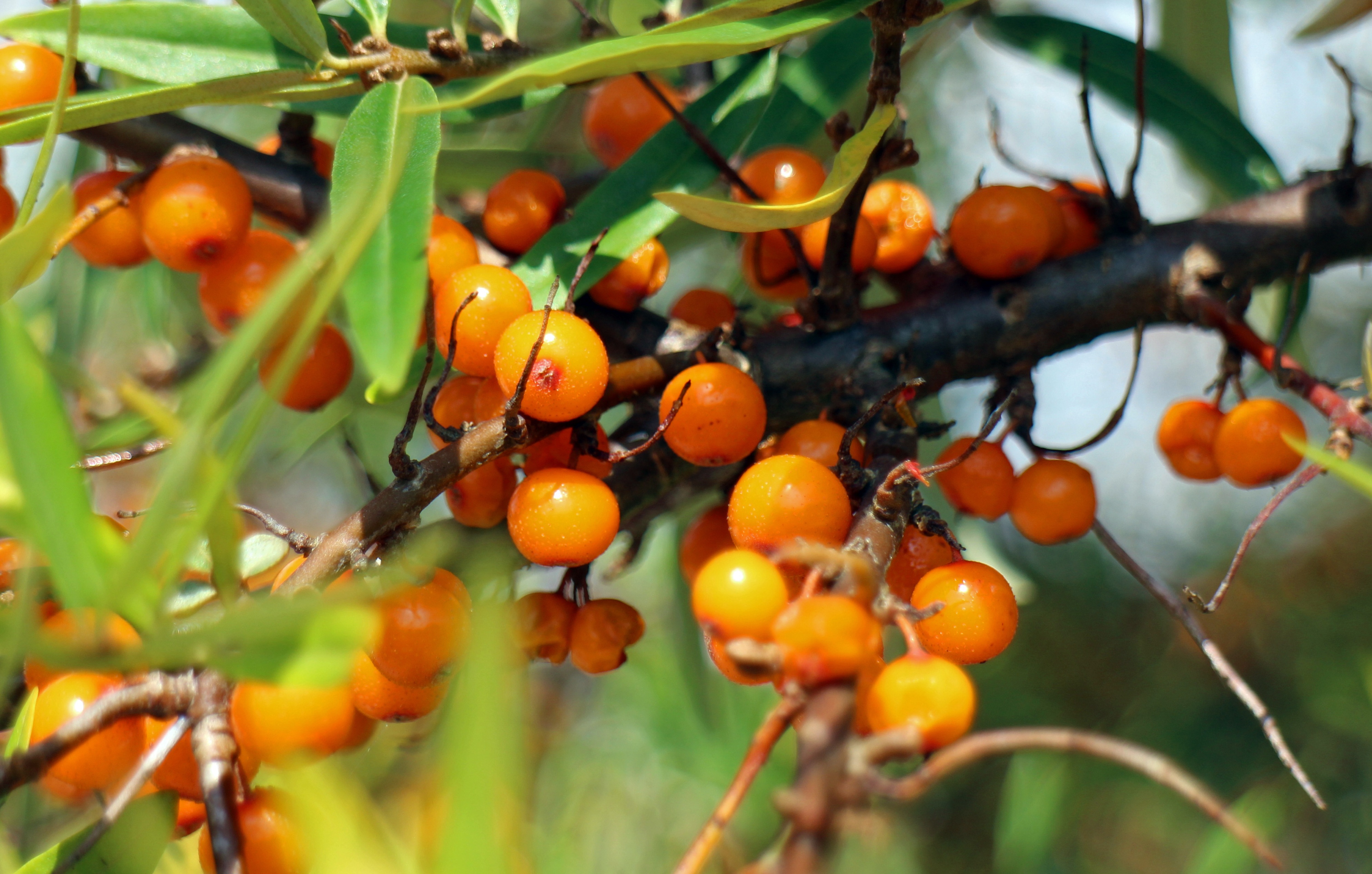 Sea buckthorn berries growing on tree free image download