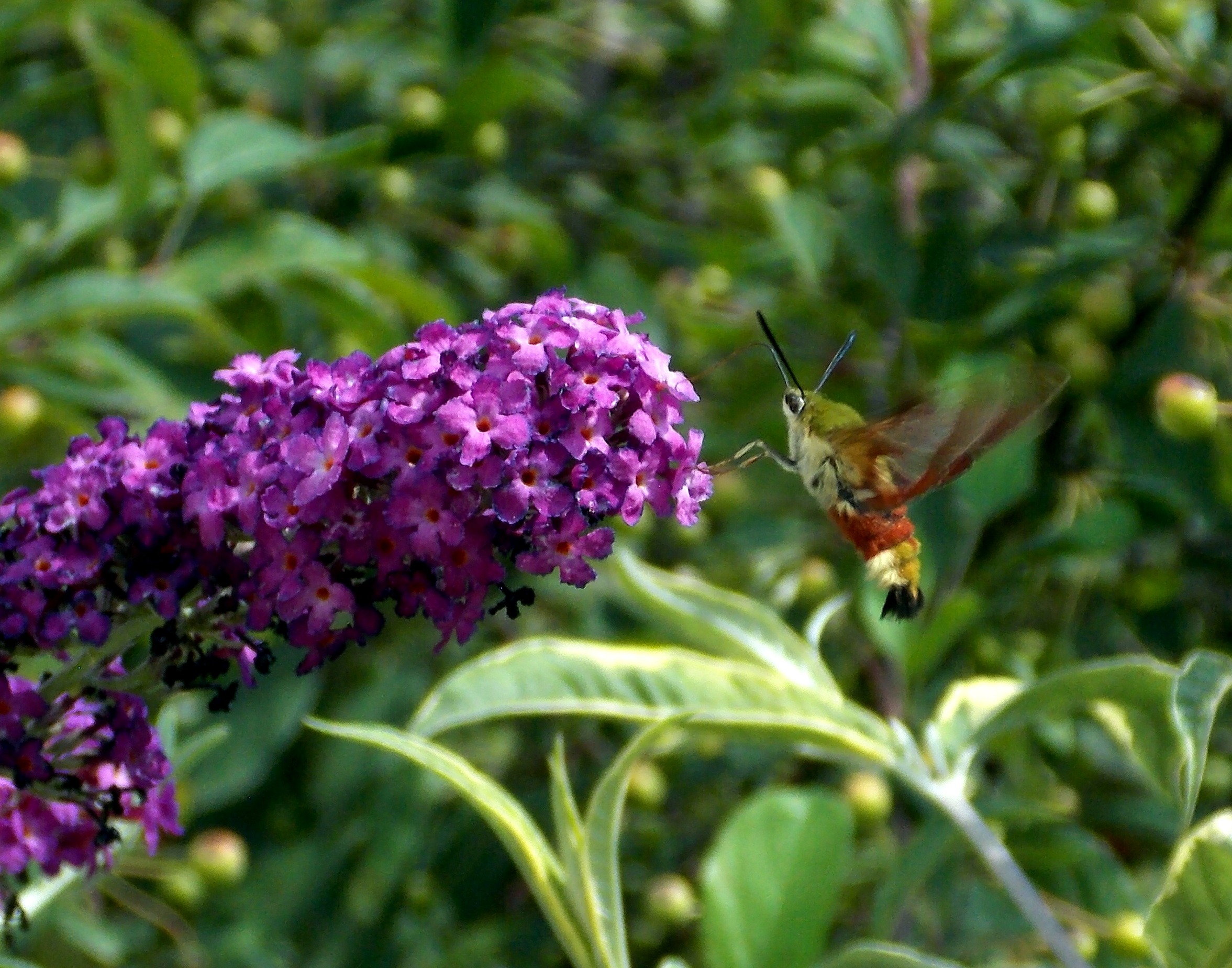 Lilac and flying insect close-up on blurred background free image download