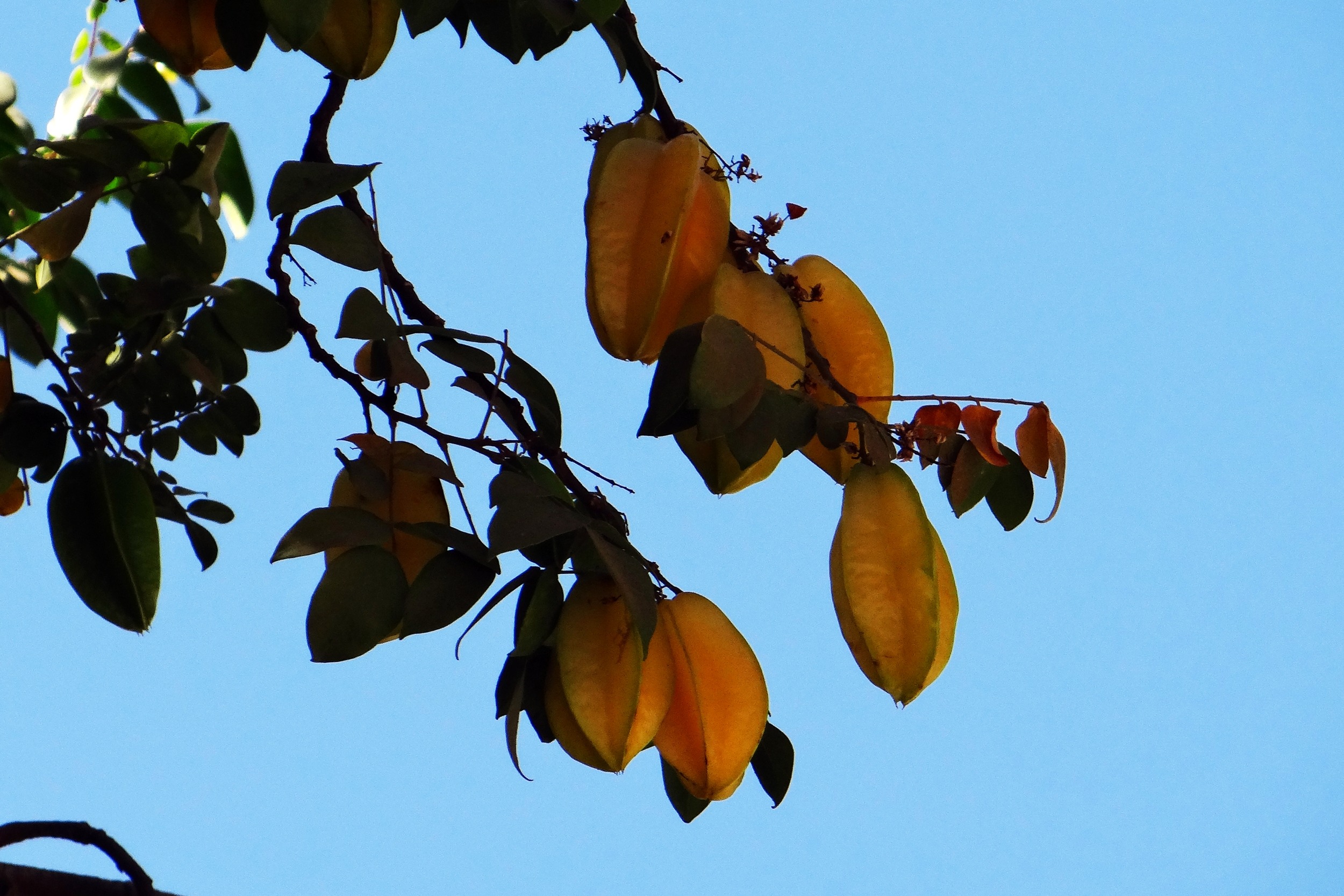 Starfruit tree in india free image download