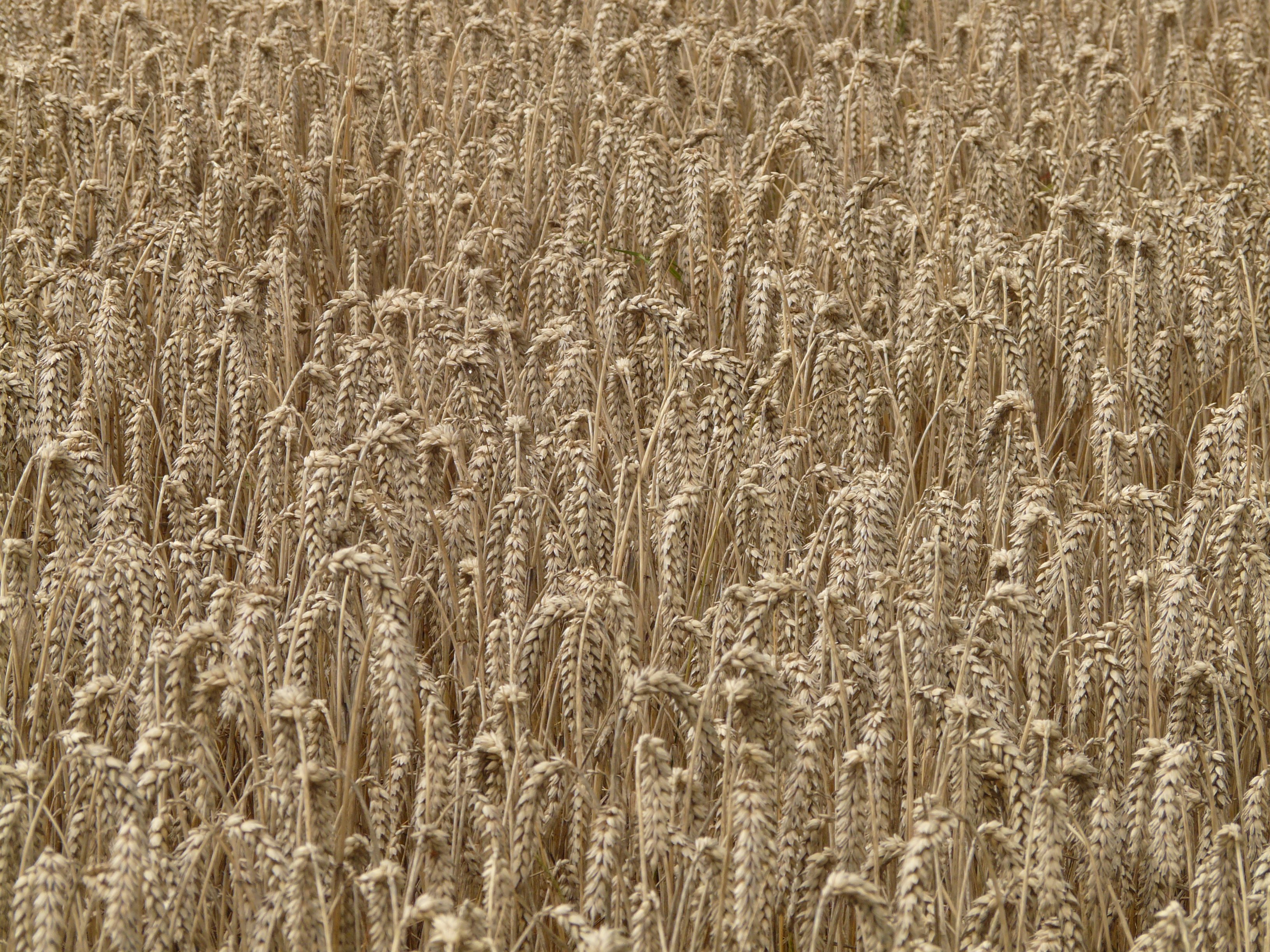 Spikes of wheat field free image download