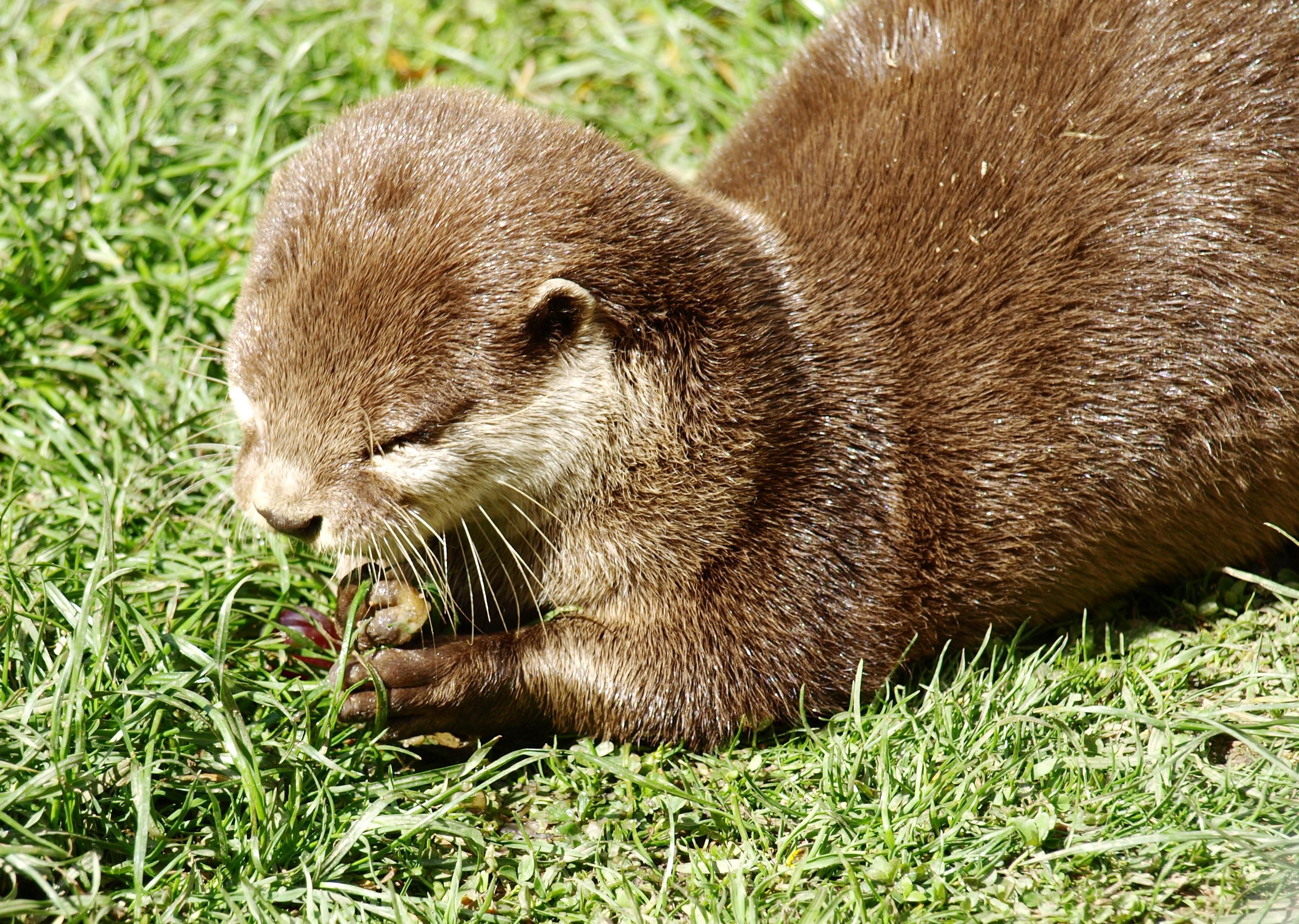 Otter eat free image download