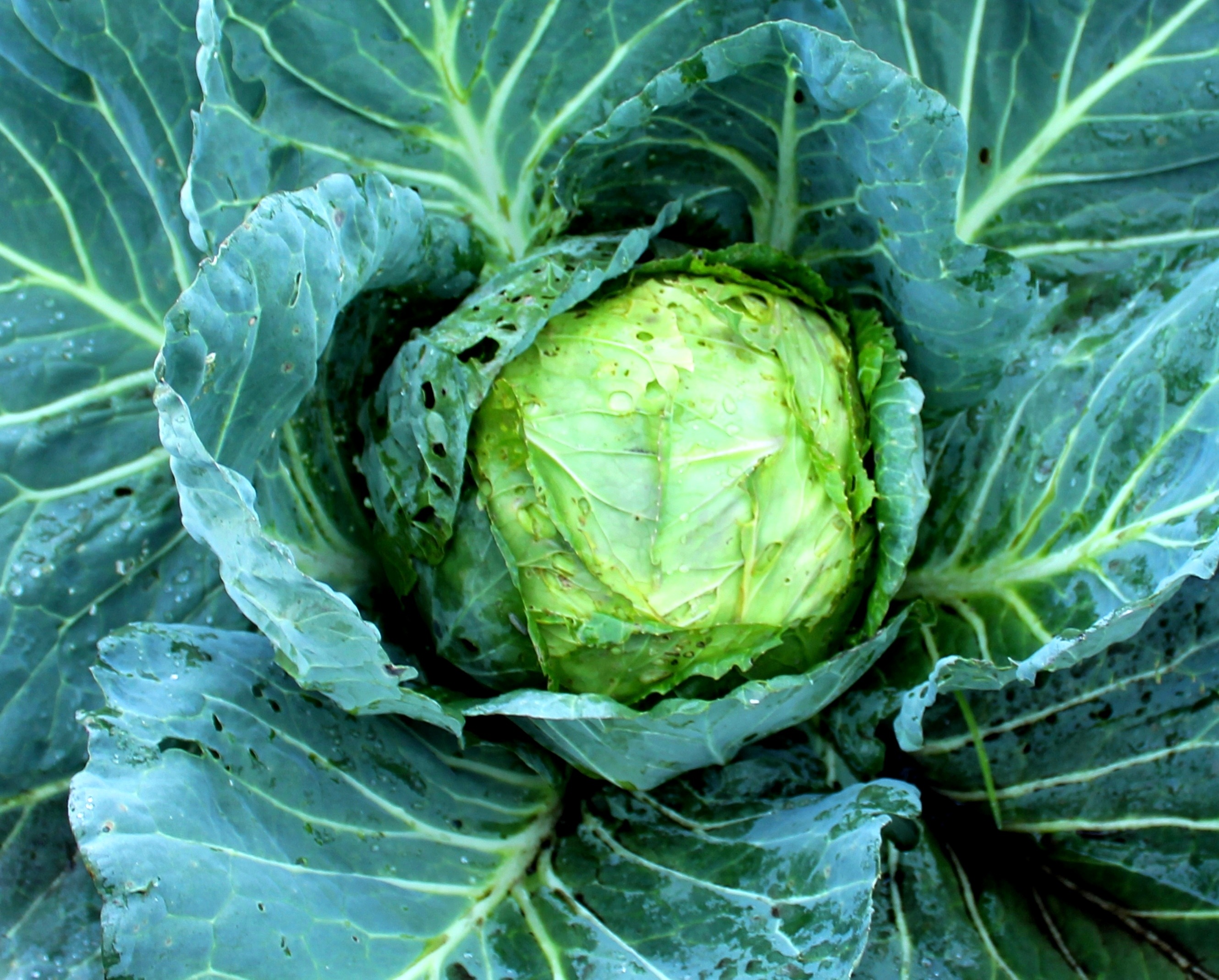 Green fresh cauliflower in the garden free image download