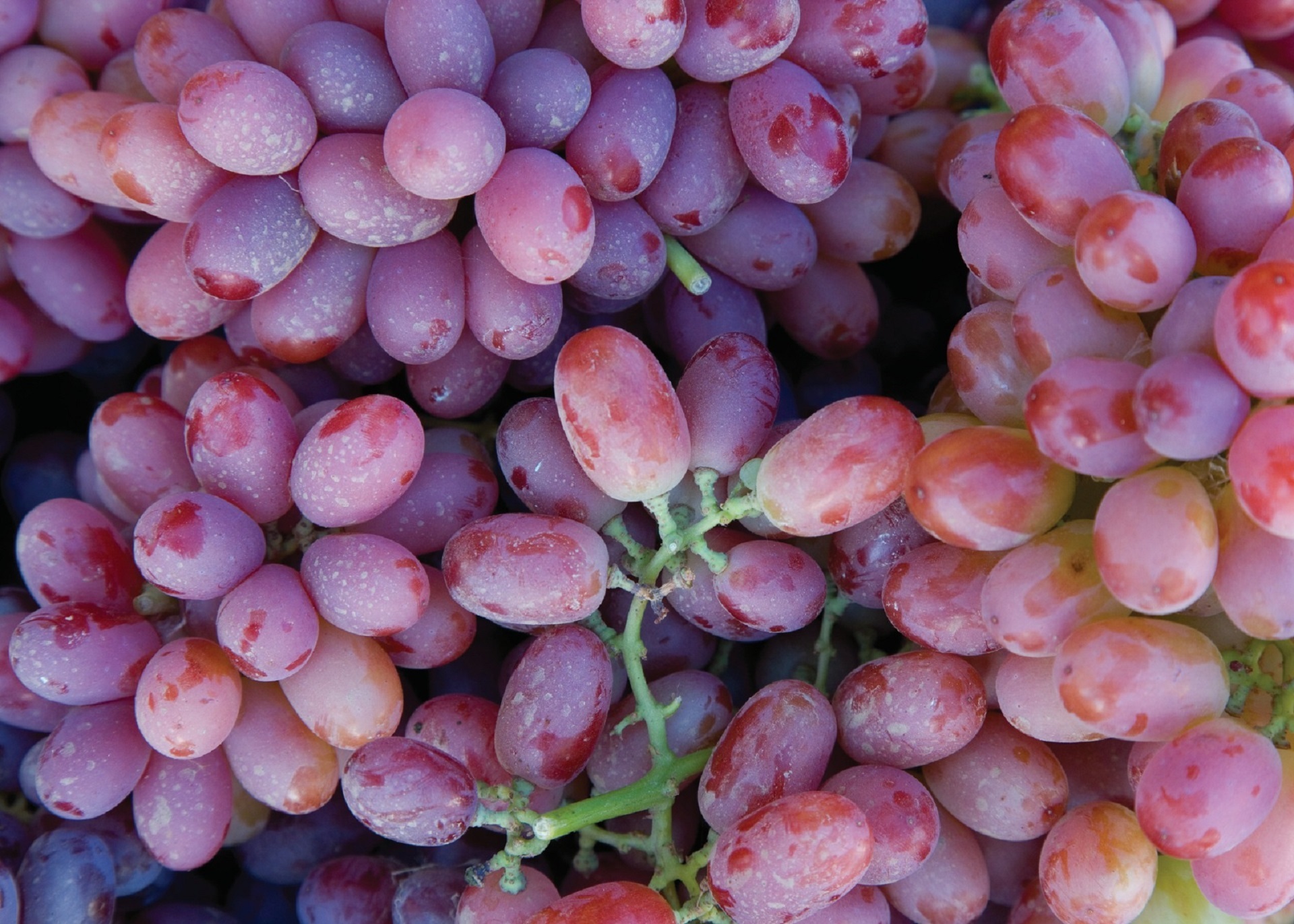 Ripe grapevine free image download