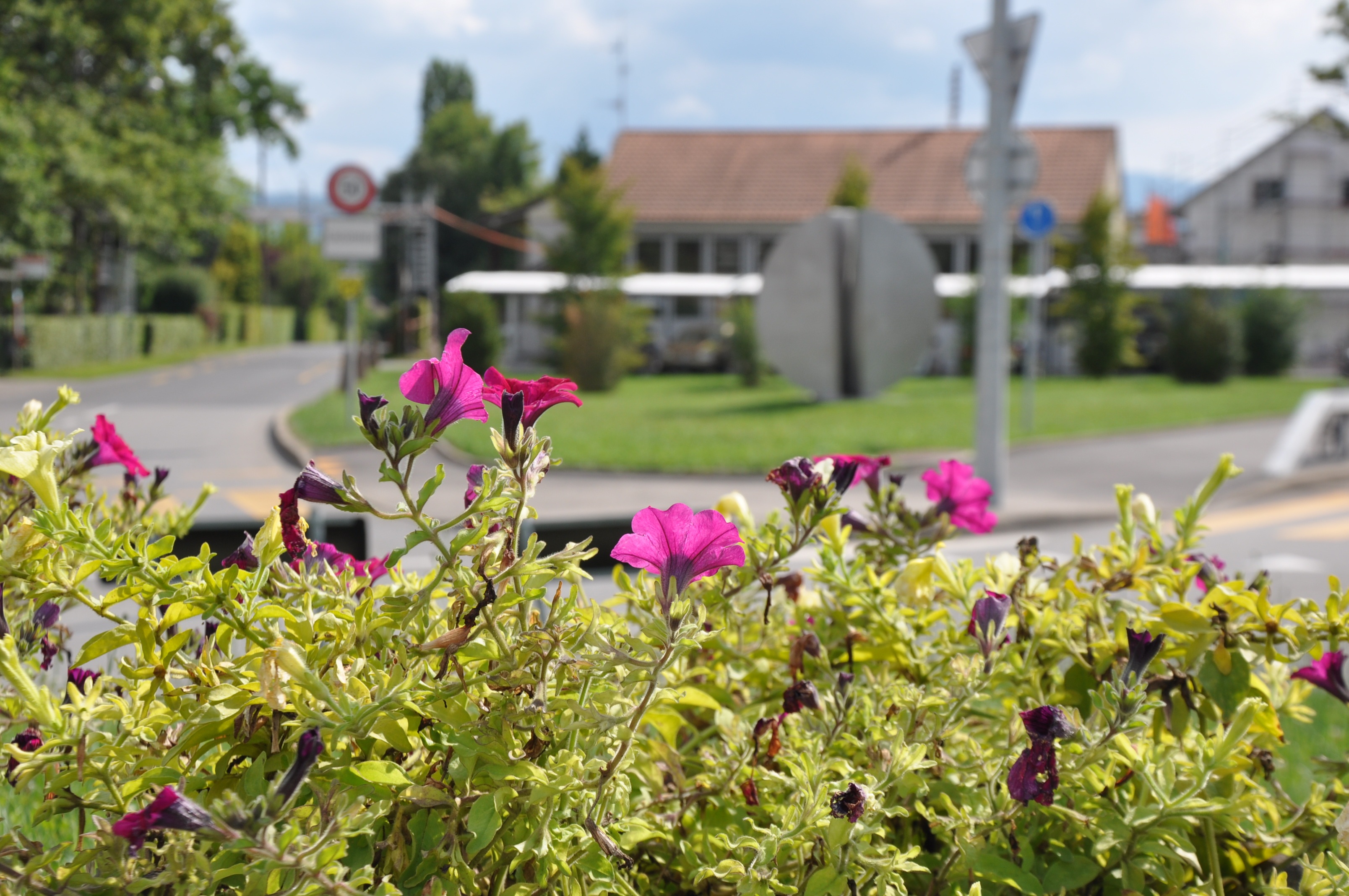 Growing geneva flowers in village free image download