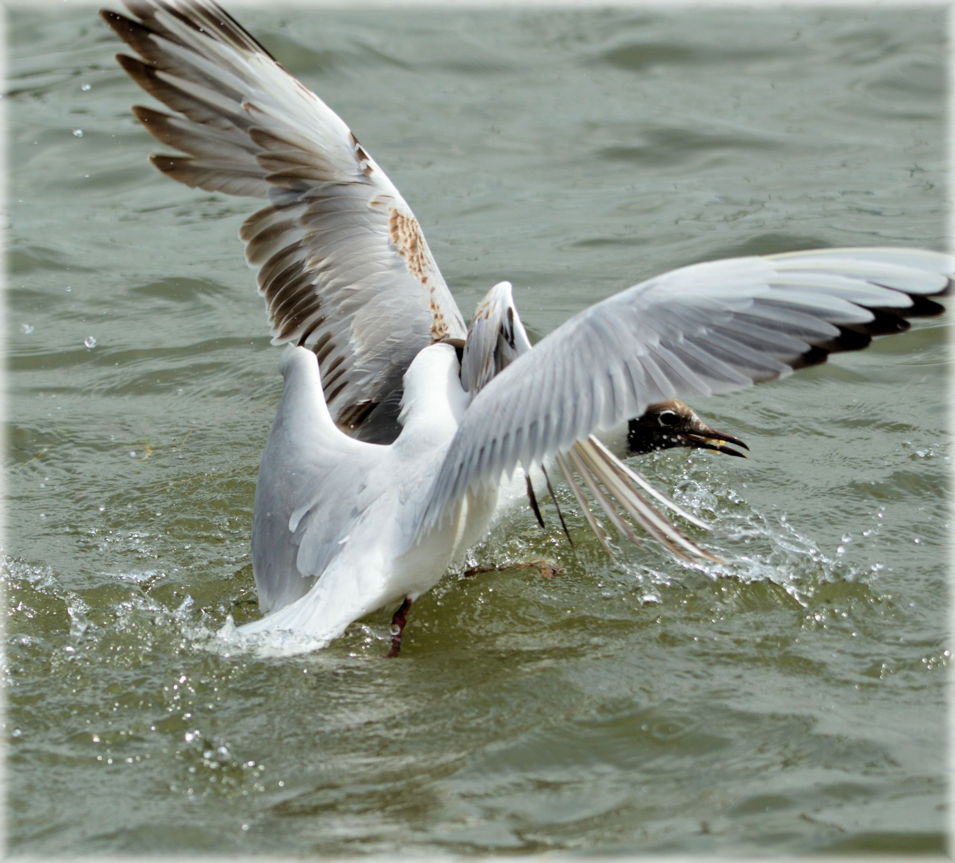 Gulls fighting free image download