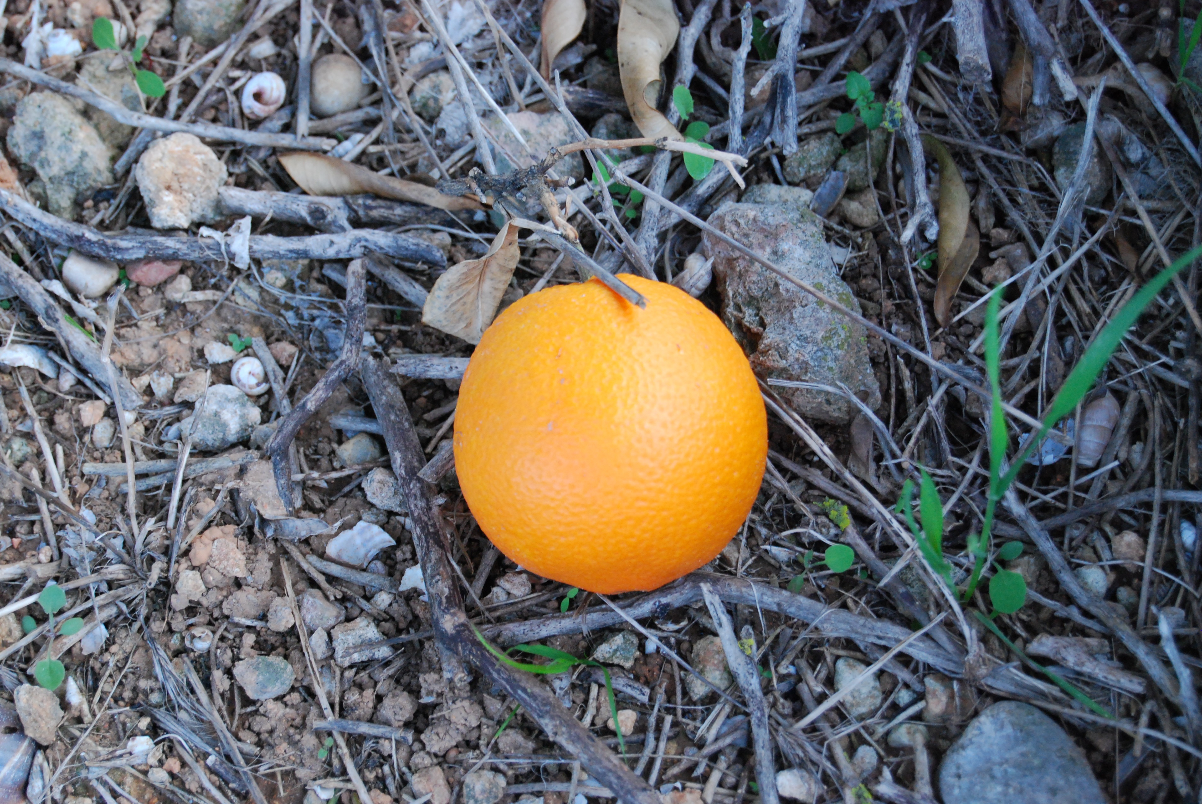 Beautiful orange in Valencia free image download