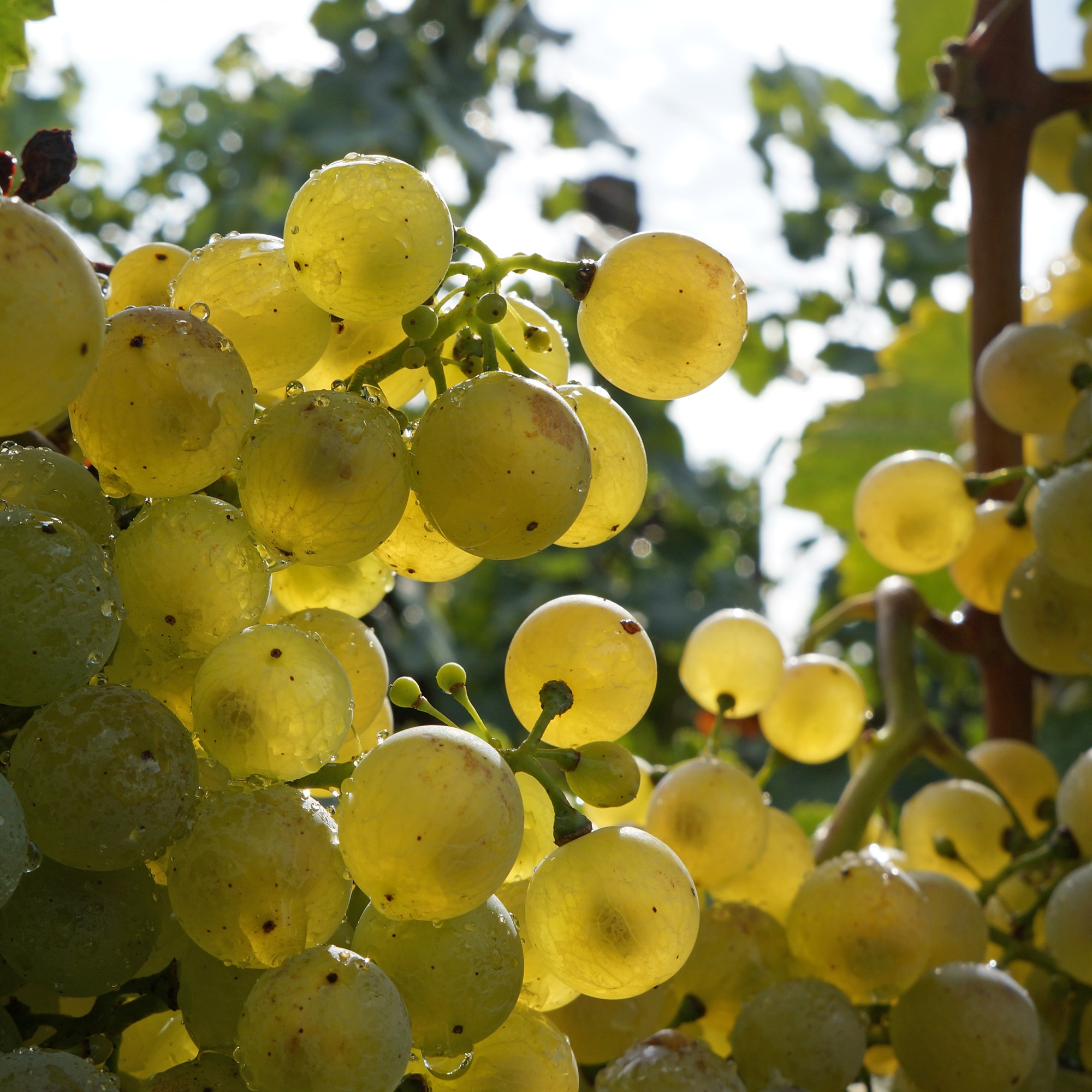 Sweet white grapes free image download