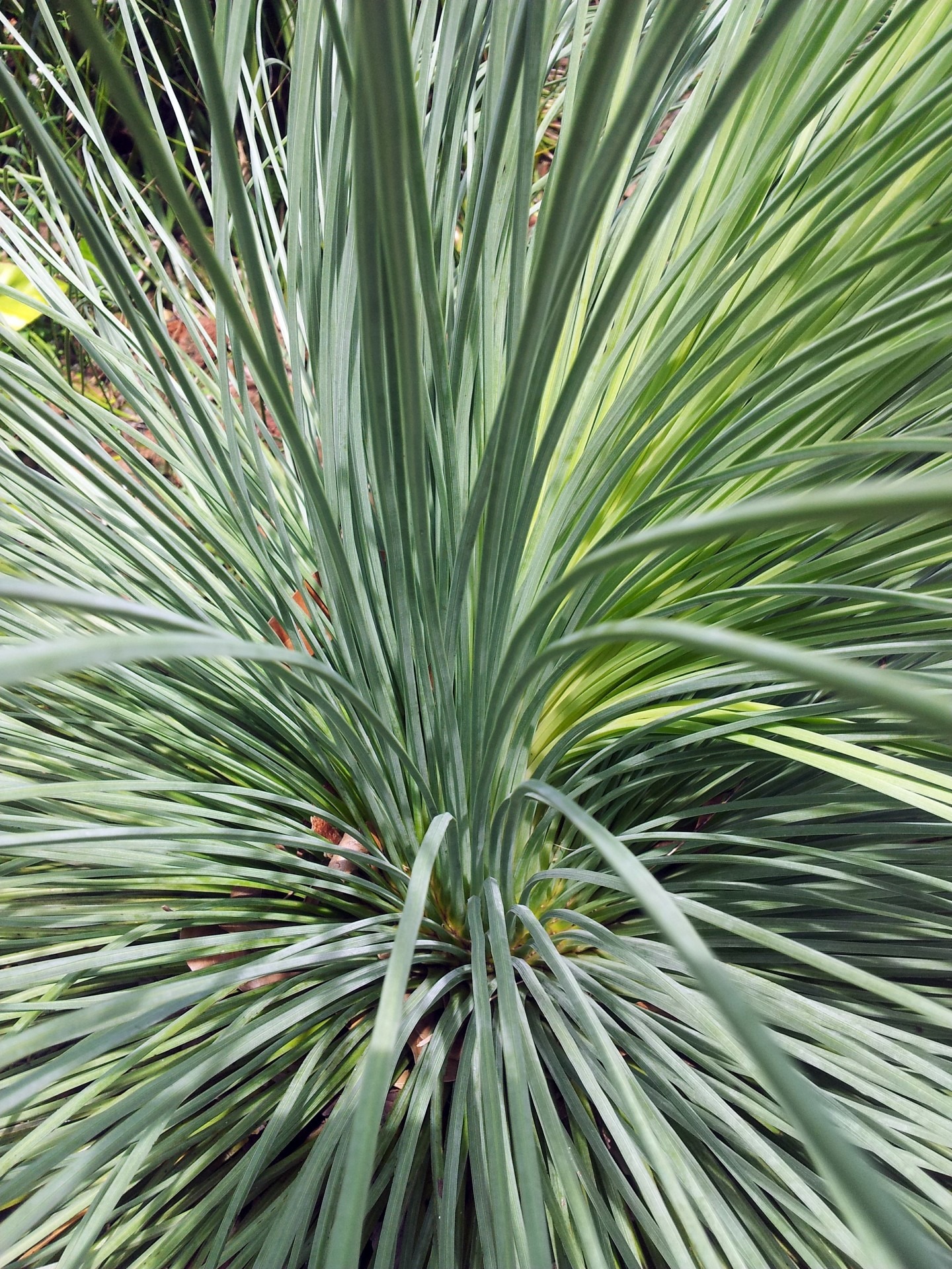 Plant with long needles close-up free image download