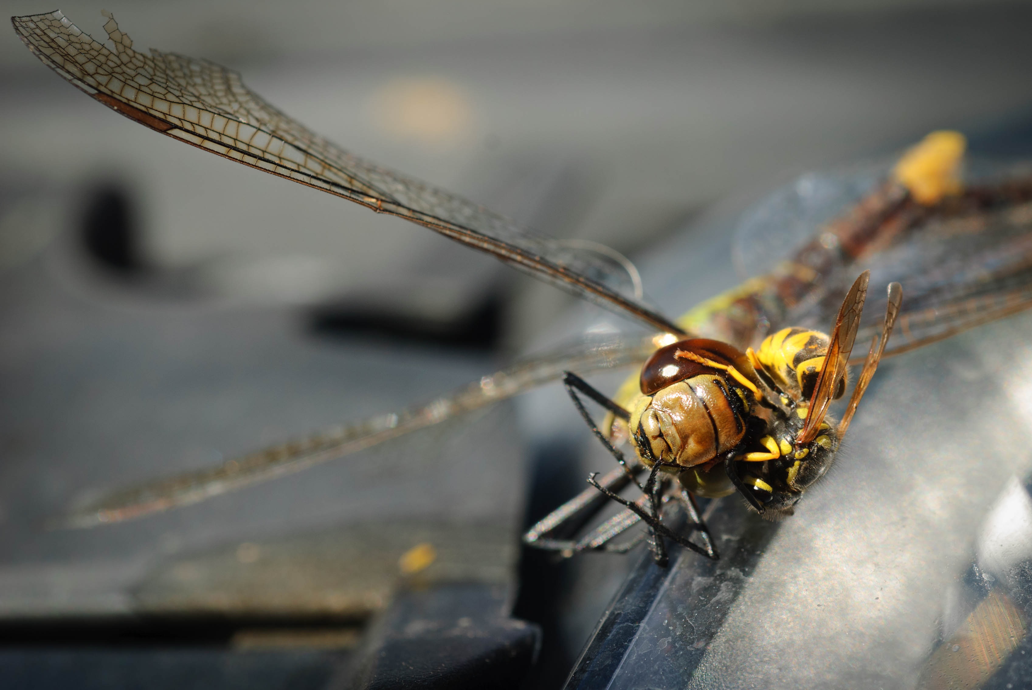 Macro picture of dragonfly and wasp free image download