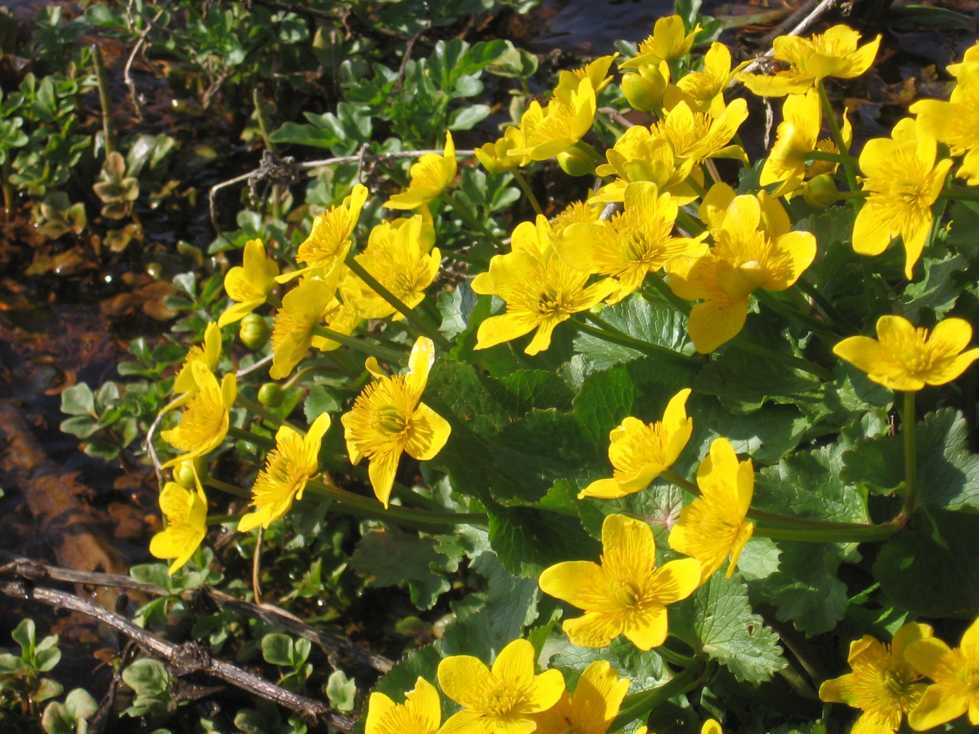 Yellow blooming buttercup spring flowers free image download