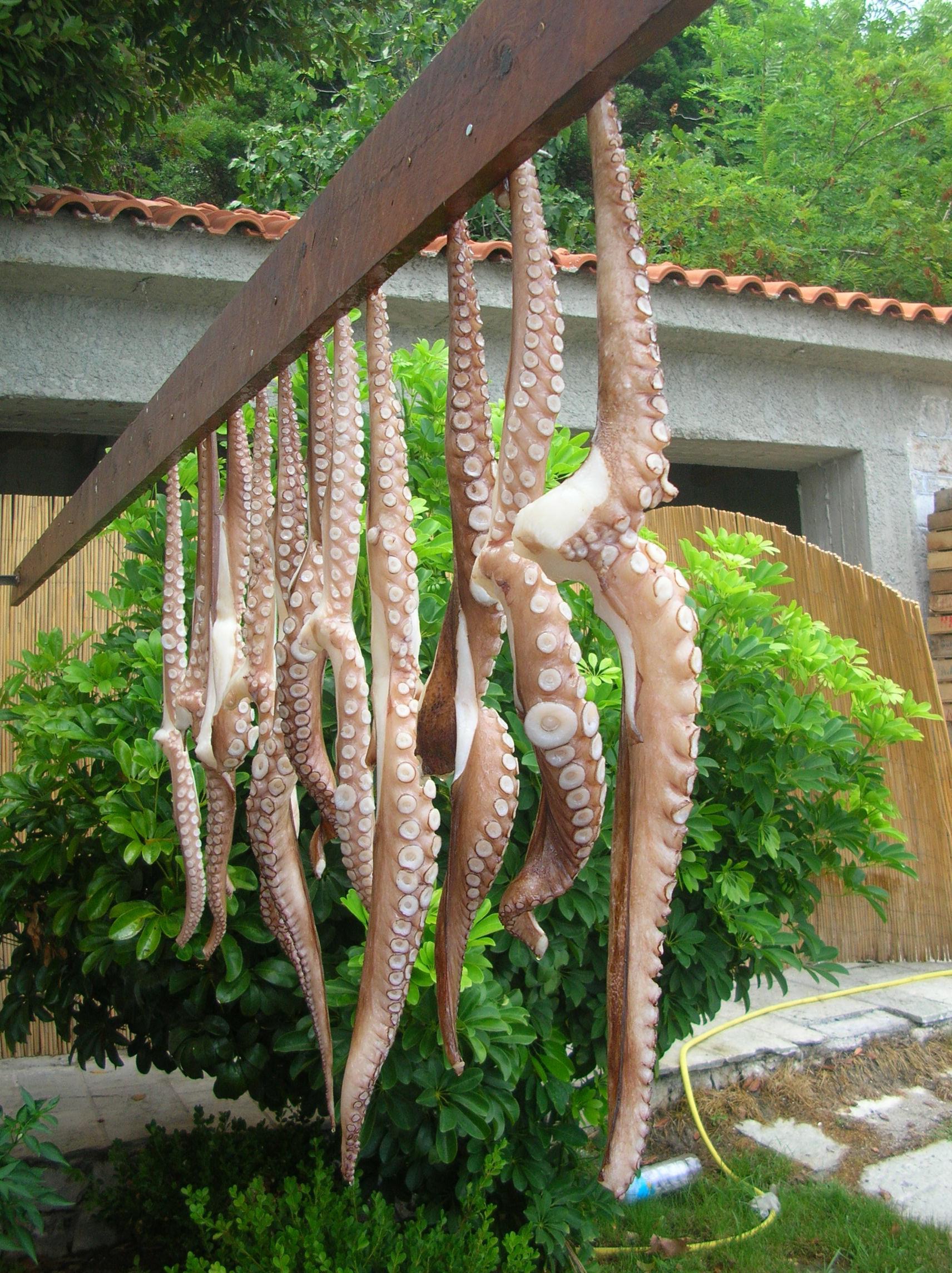 Octopus legs on a wooden stick free image download