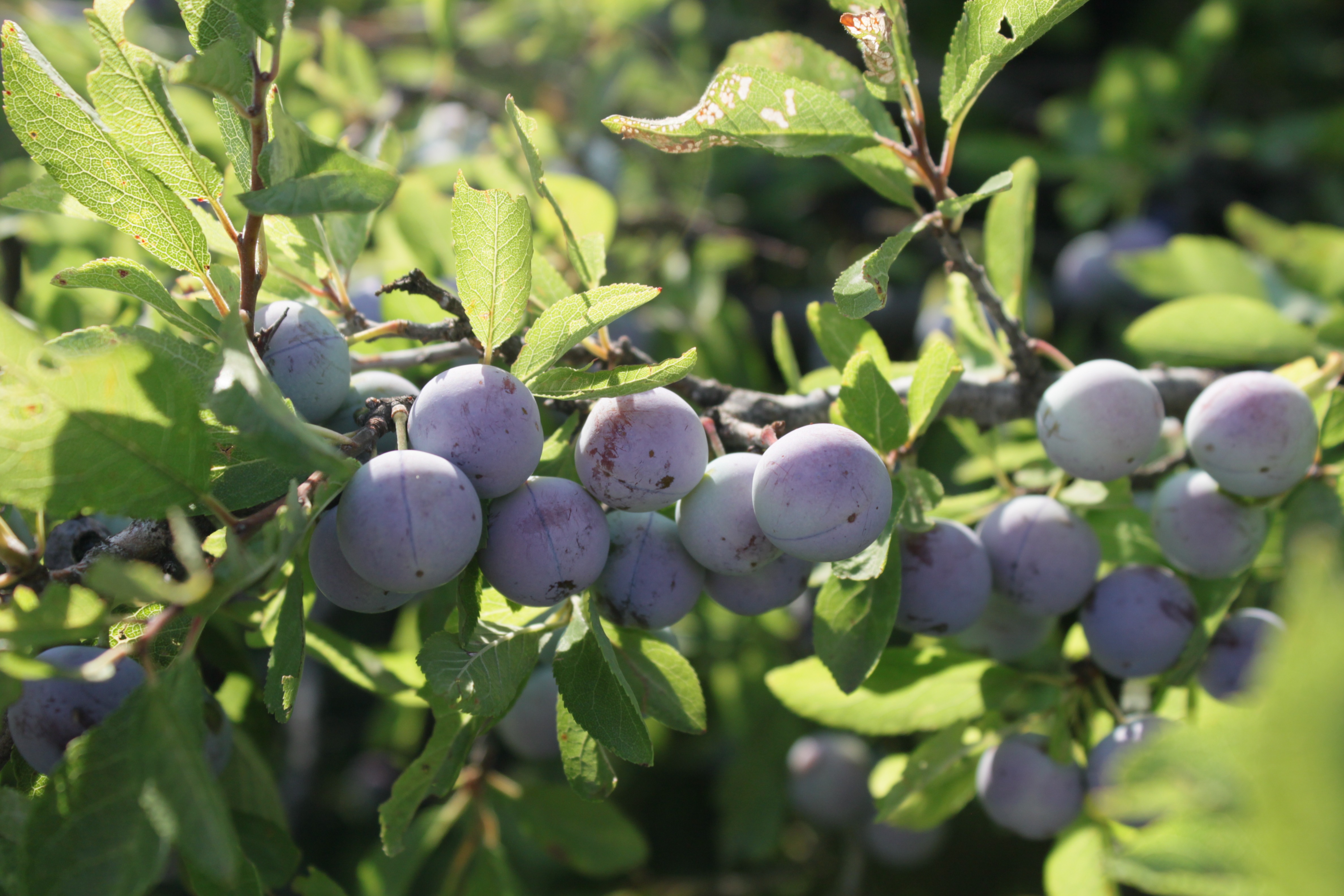 Blue ripe plums on branch free image download