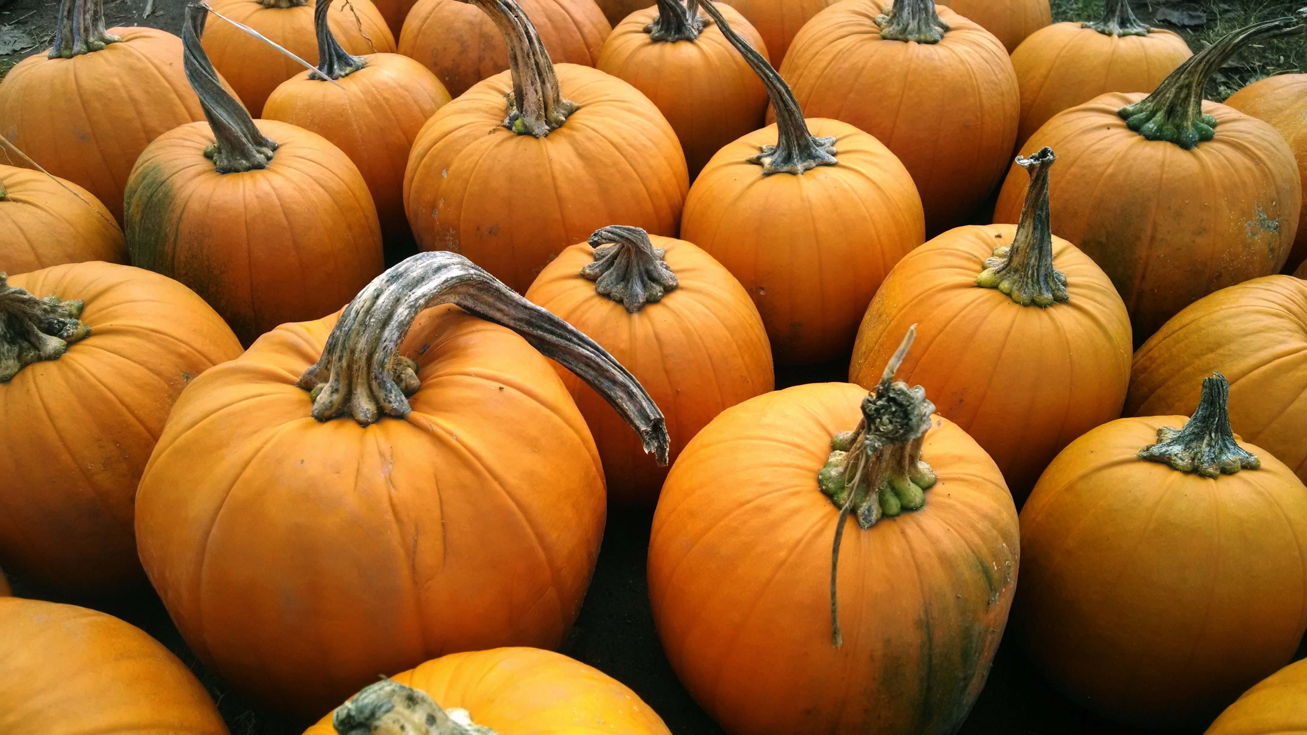 Harvested pumpkins in October free image download