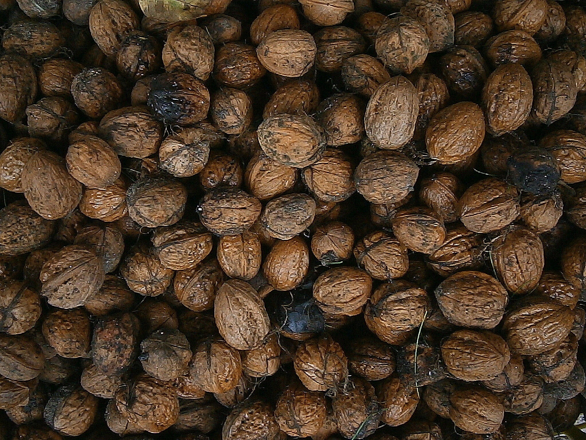 Lots of walnuts in a pile free image download