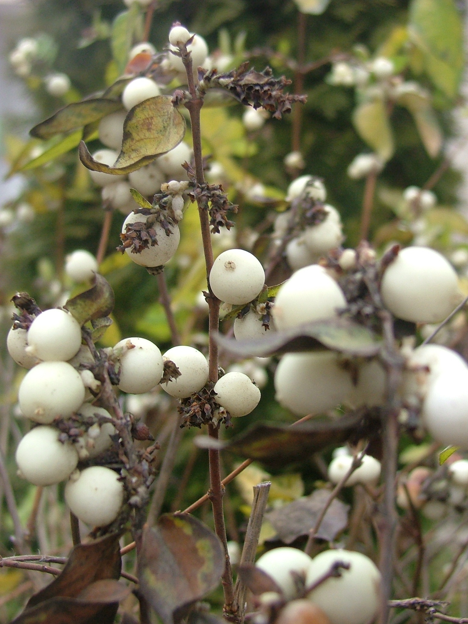 Snow berry on the bushes in the forest free image download