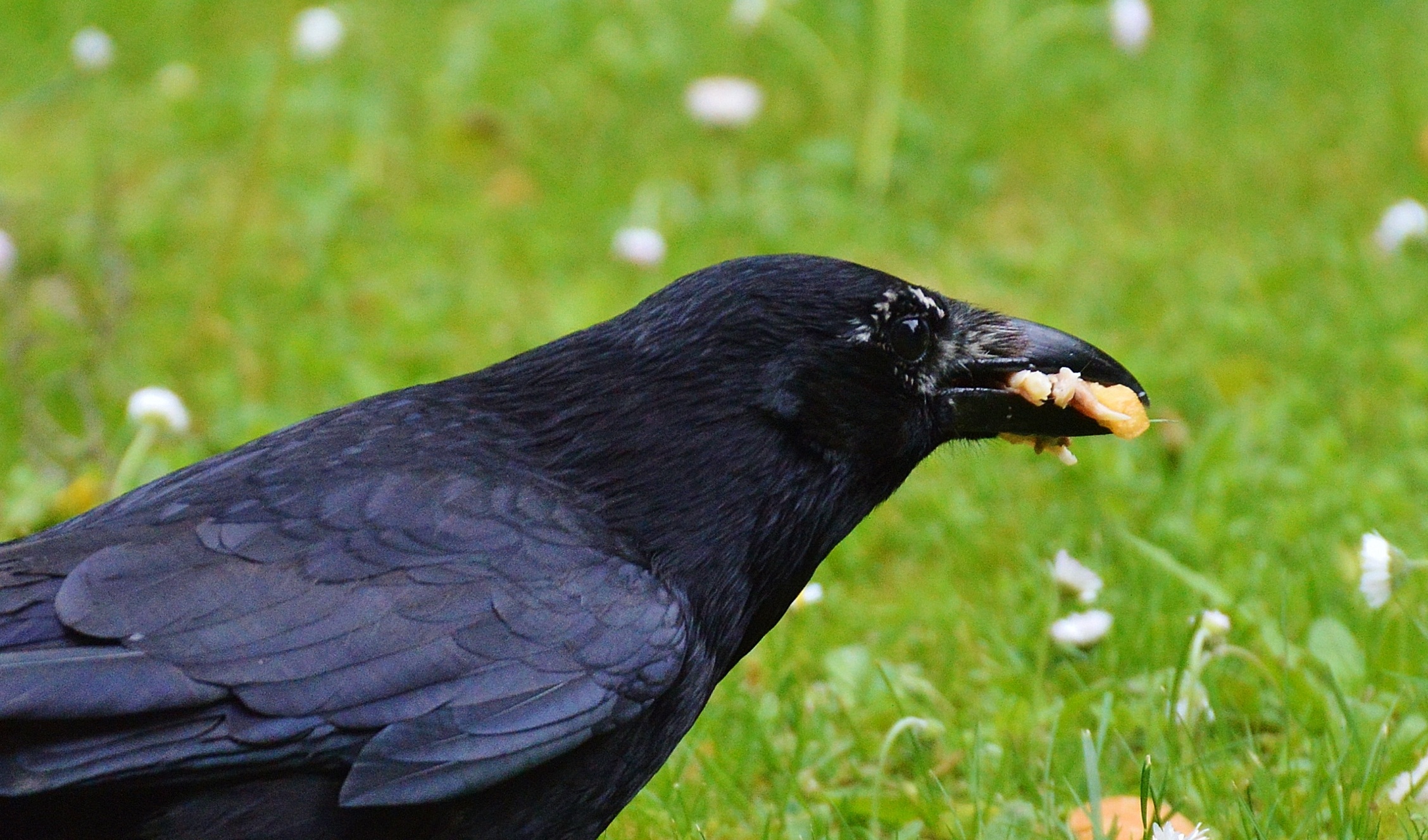 Black crow bird holding food in the beak free image download