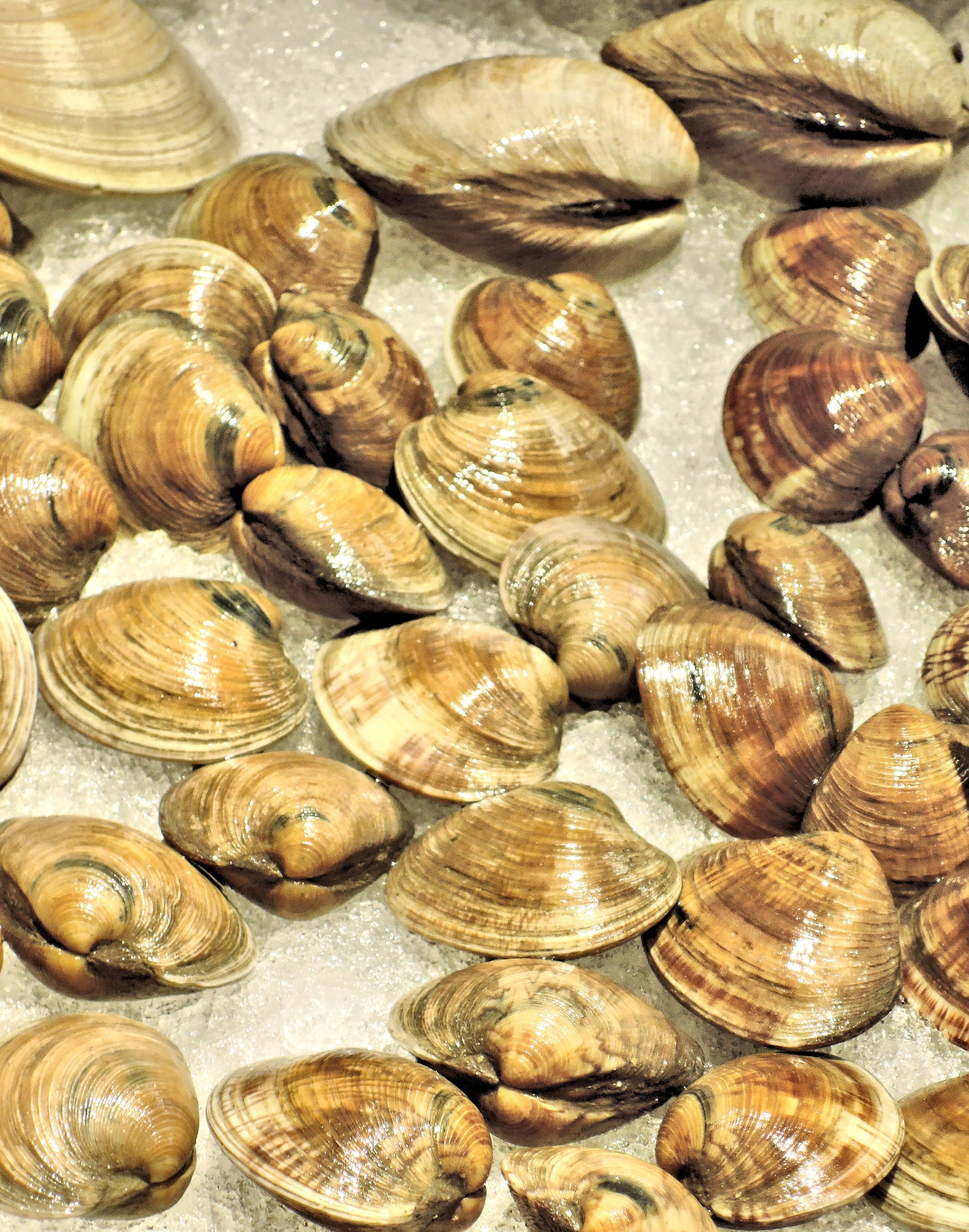Fresh atlantic clams free image download