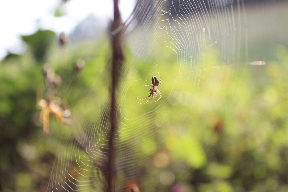 Spider on a web on a stick free image download