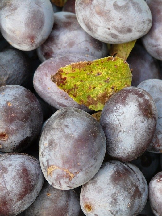 Plums and leaf free image download