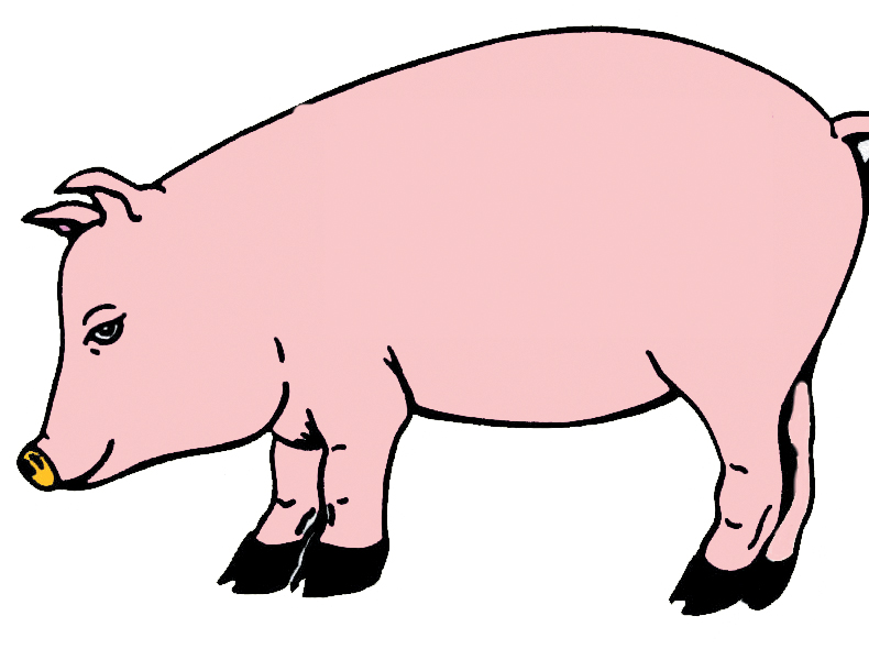 Pig Template free image download