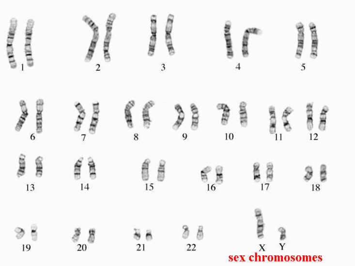 Human Karyotype free image download