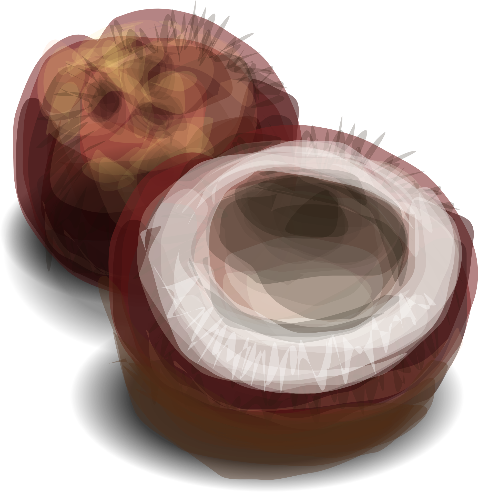 Tropical coconut fruit vector drawing free image download