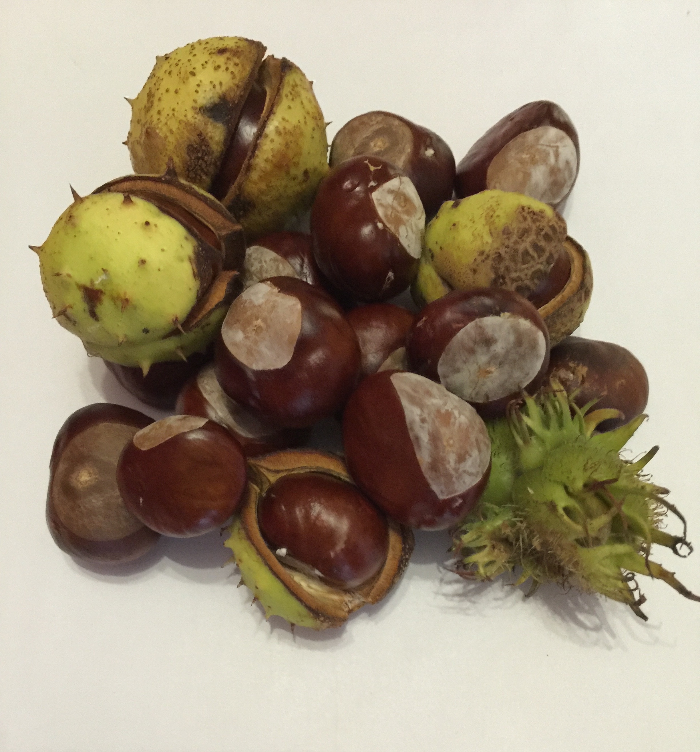 Chestnuts are the fruit of autumn free image download