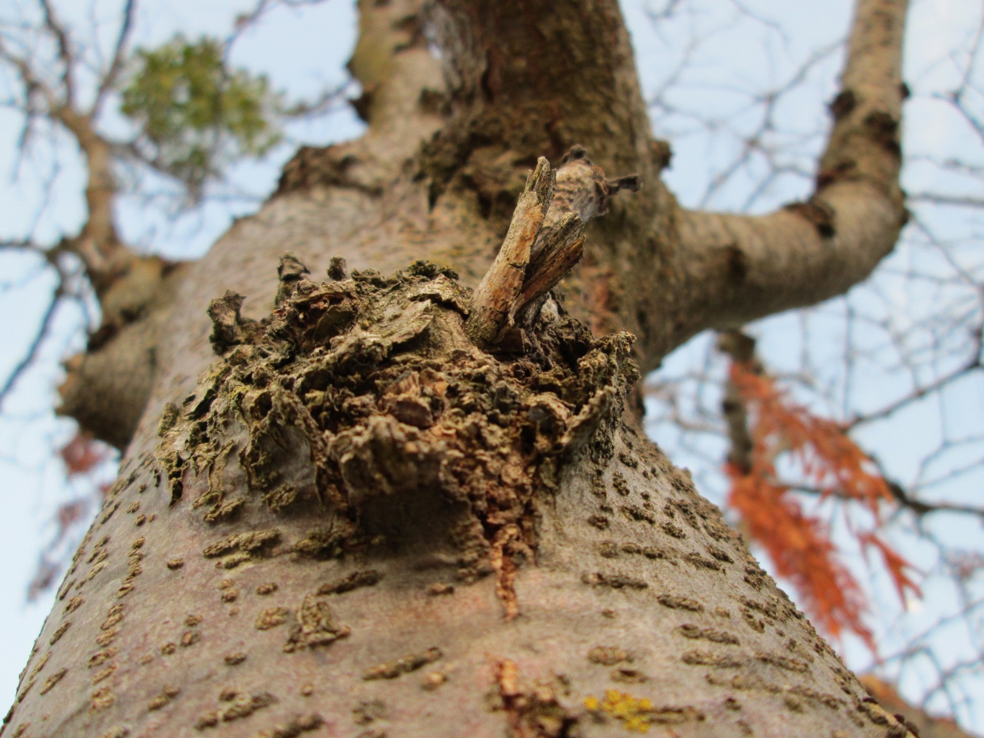 Knot on tree trunk free image download