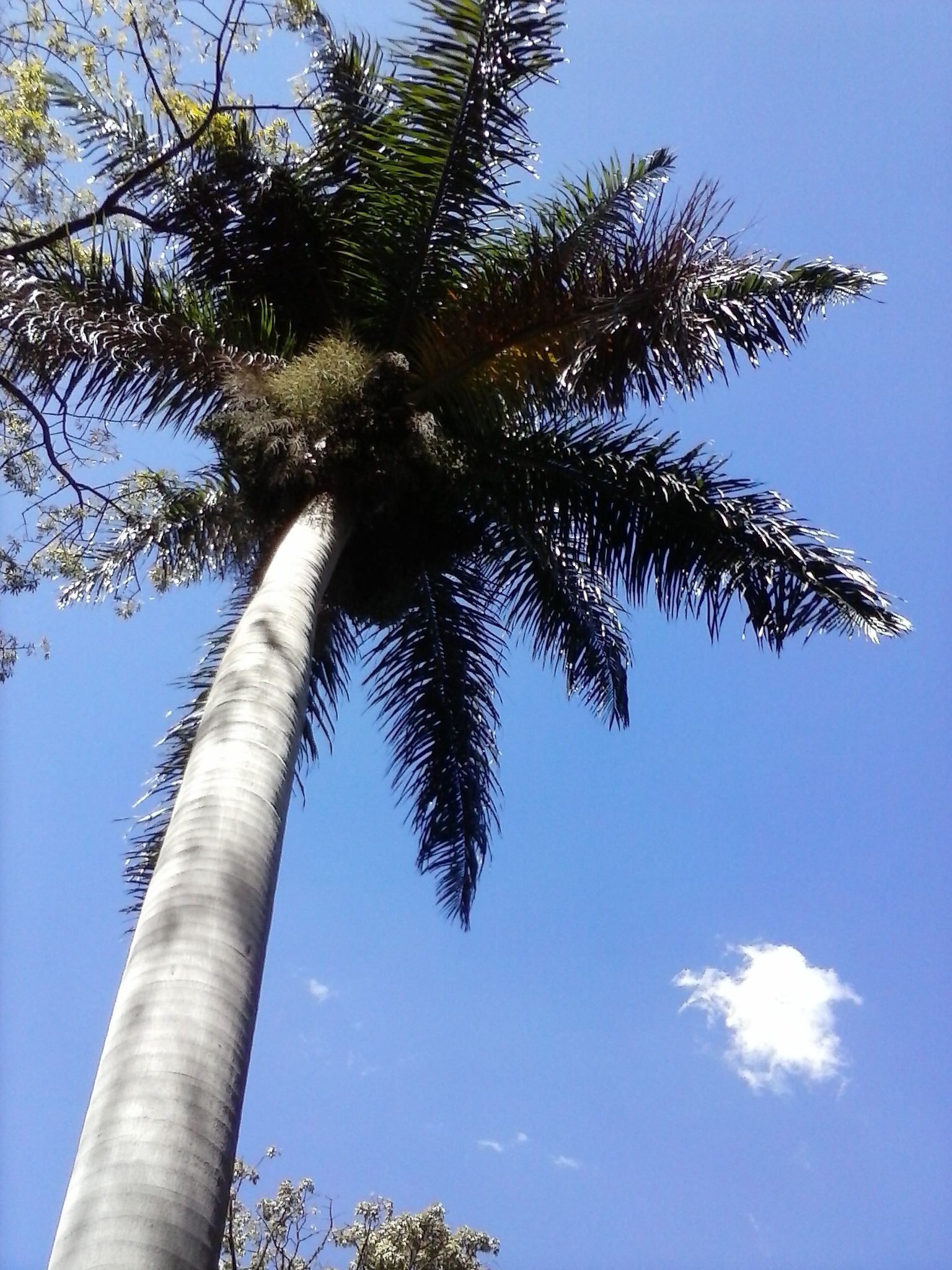High palm tree against the sky free image download