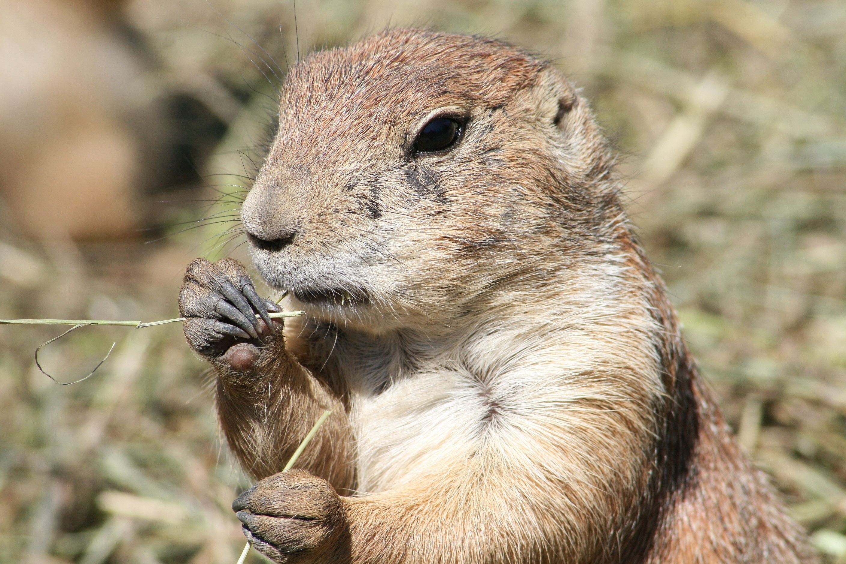 Rodent eating straw free image download