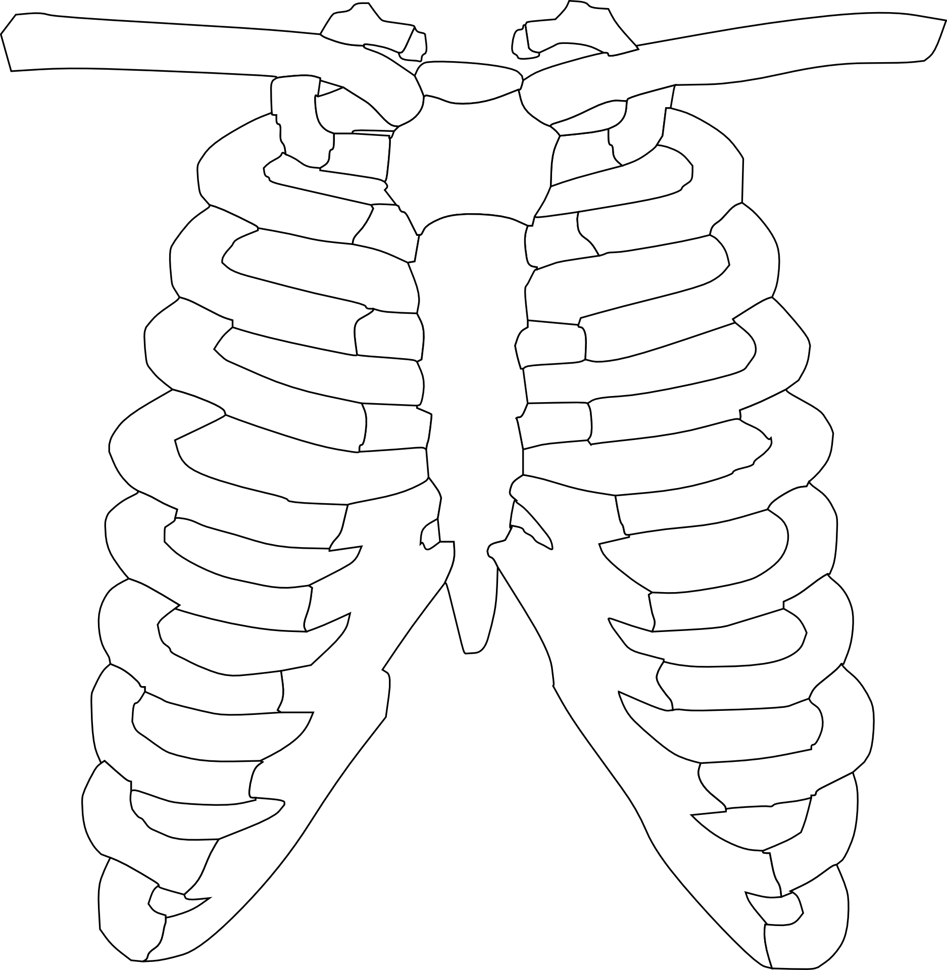 Rib cage ribs bones drawing free image download