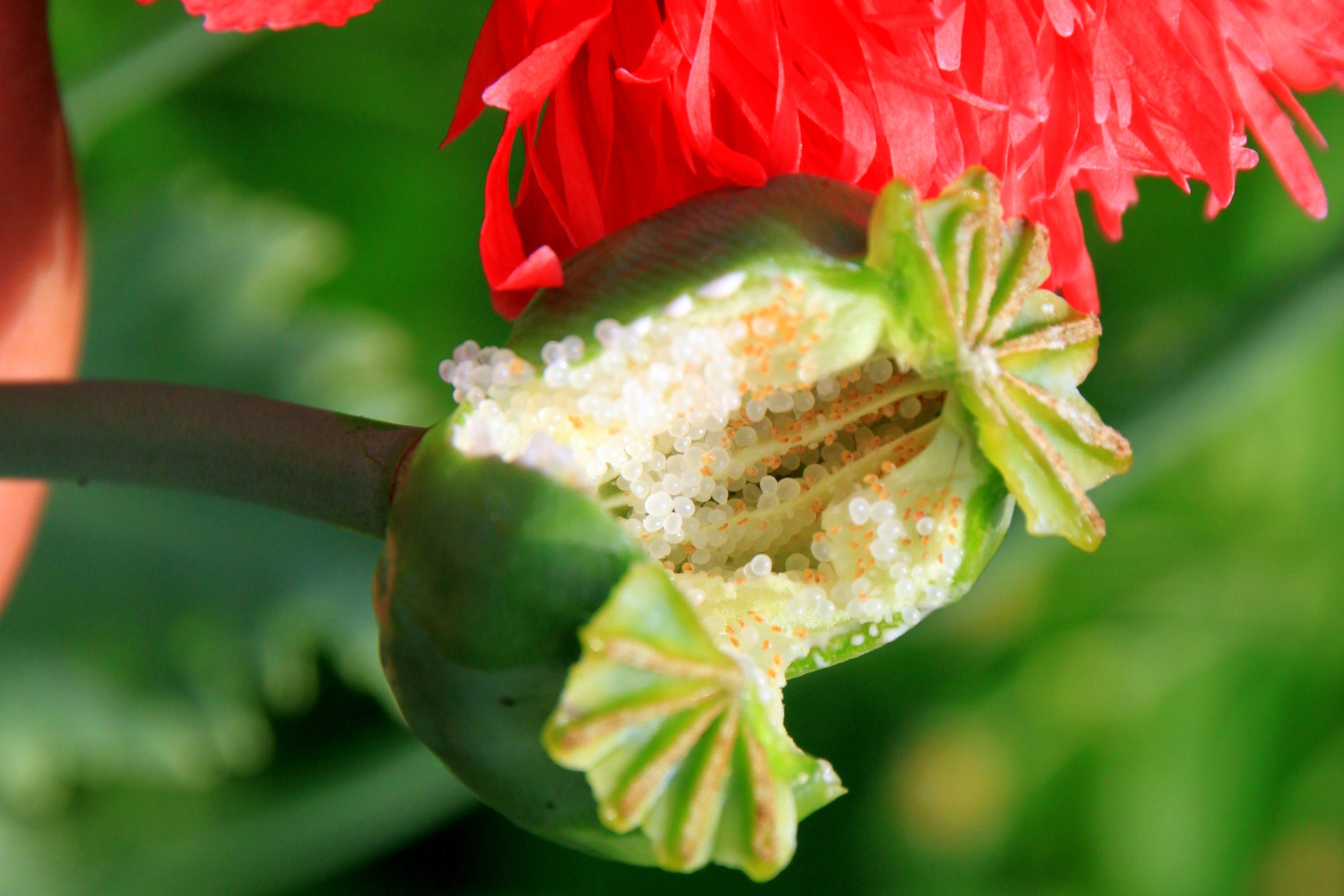 Capsules opium on a branch free image download