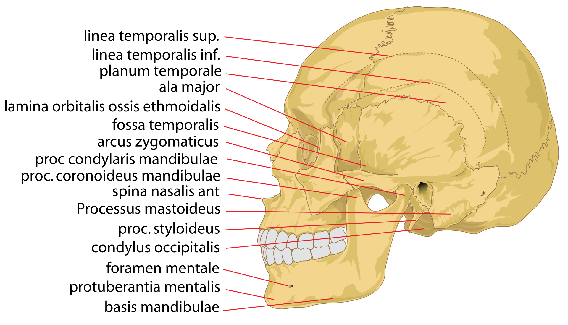 Structure of human skull free image download