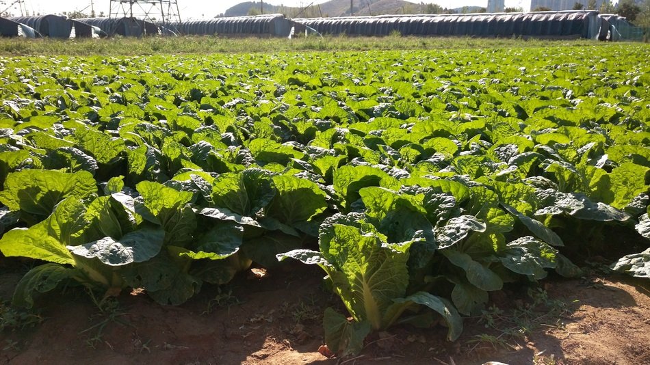 Baby cabbage free image download