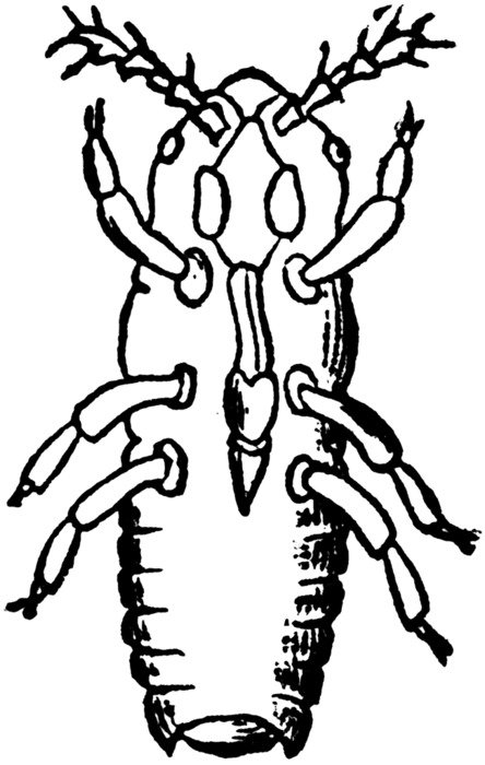 Pediculus humanus, Clip Art free image download