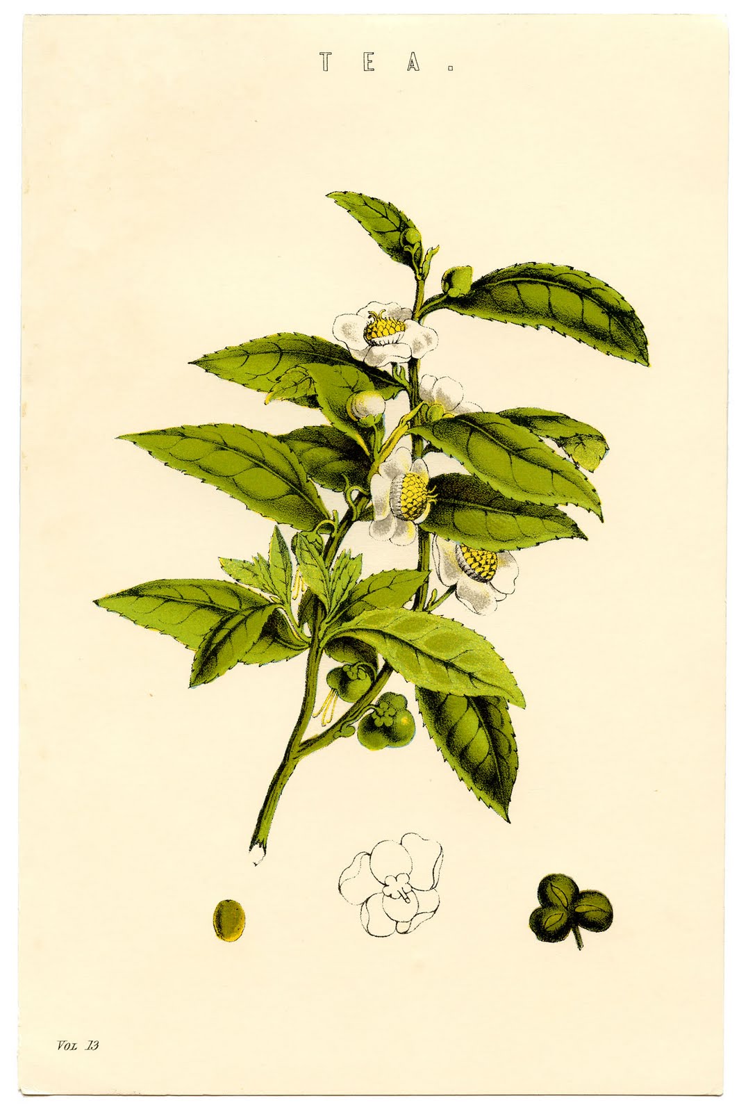 Tea Plant drawing free image download