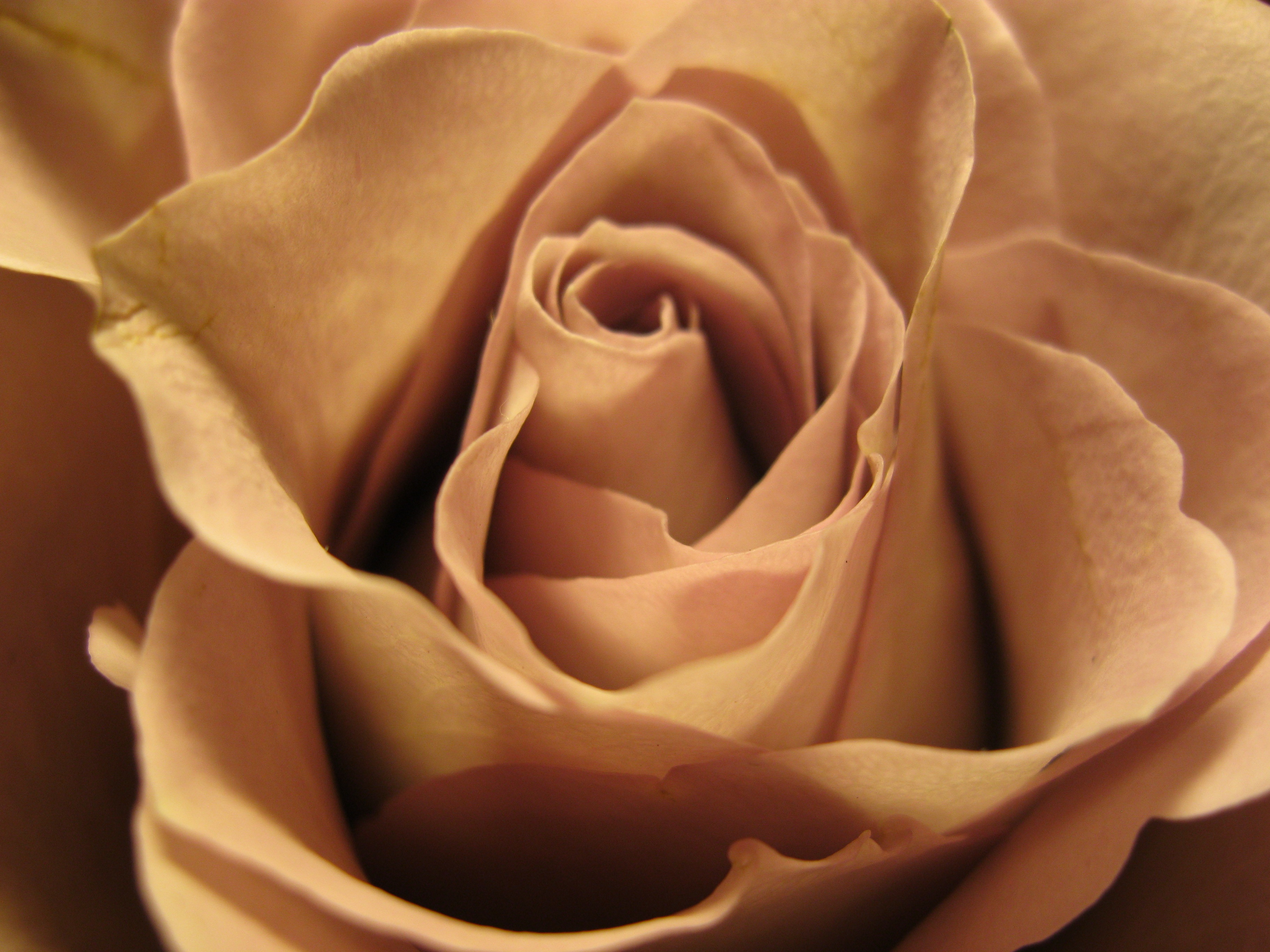 Amazing beauty rose bloom free image download