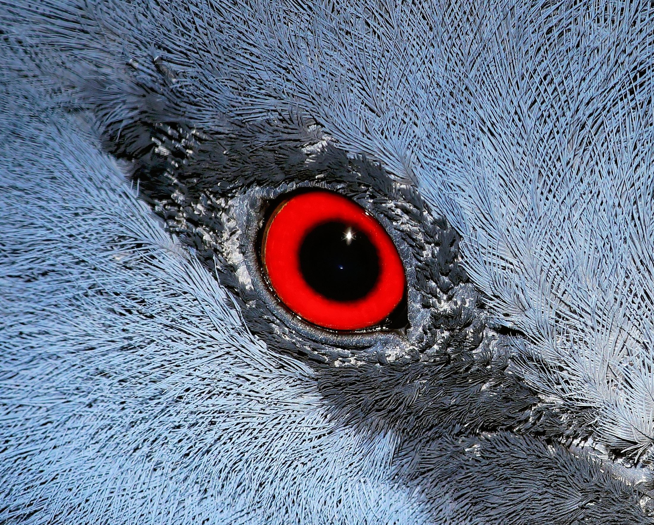 Close-up red bird eye free image download