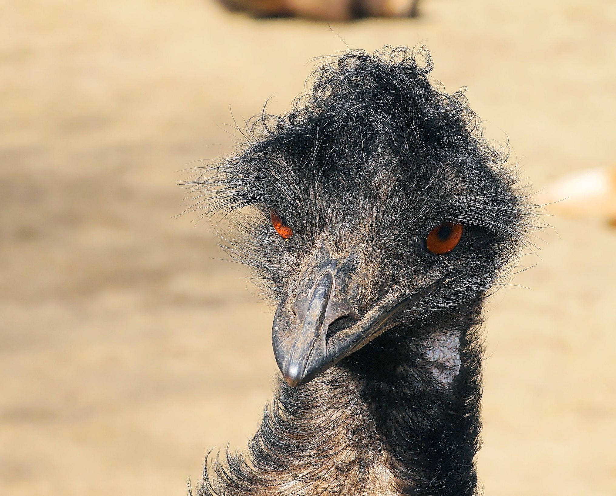 Emu portrait head free image download