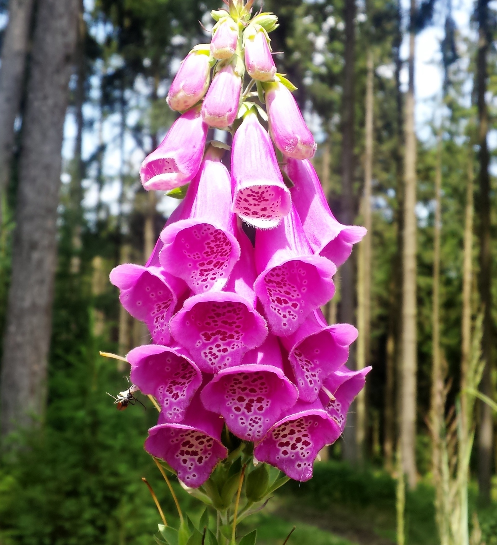 Bombast herb is a toxic plant free image download