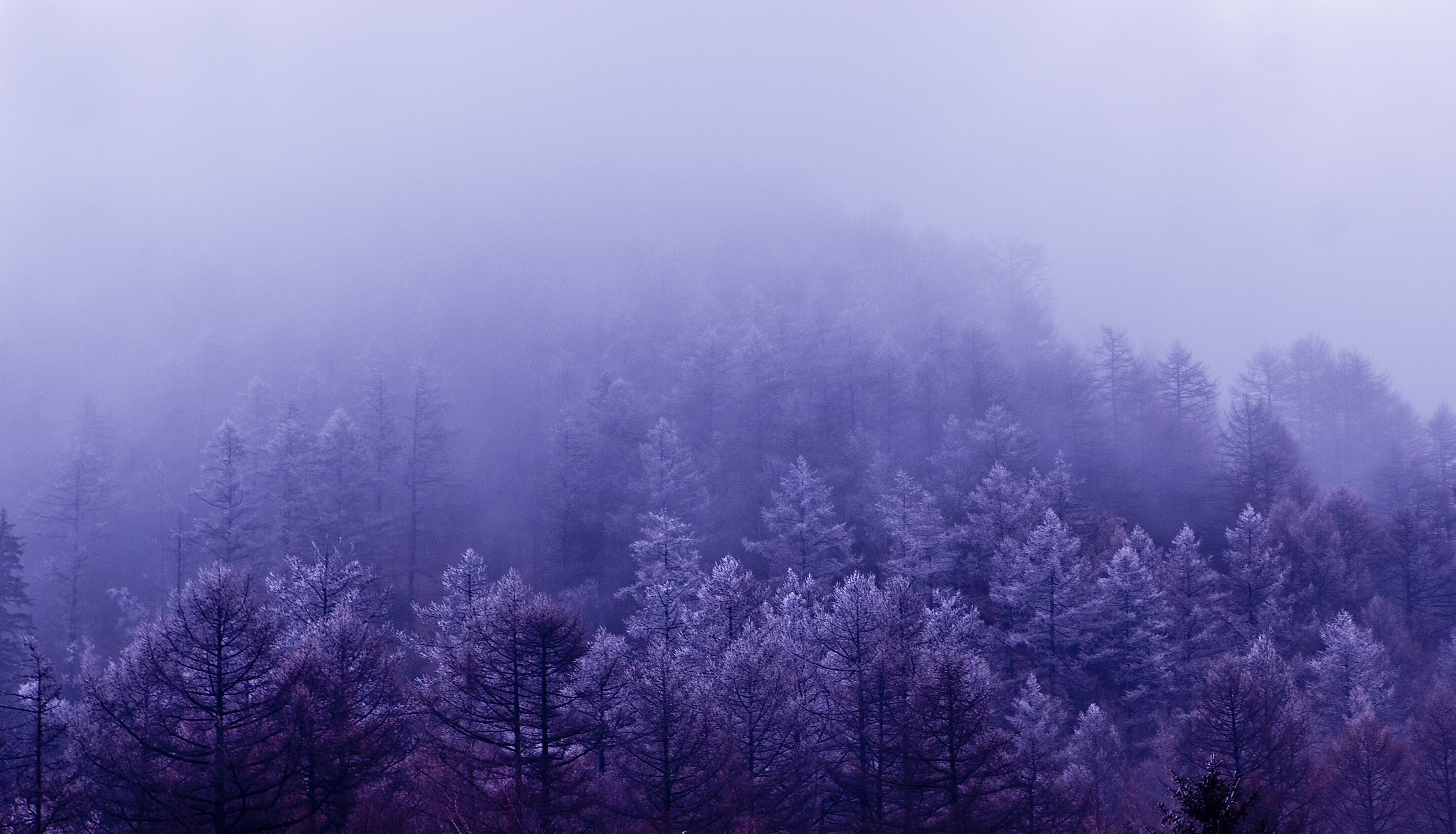 Snowy forest in Shanxi free image download