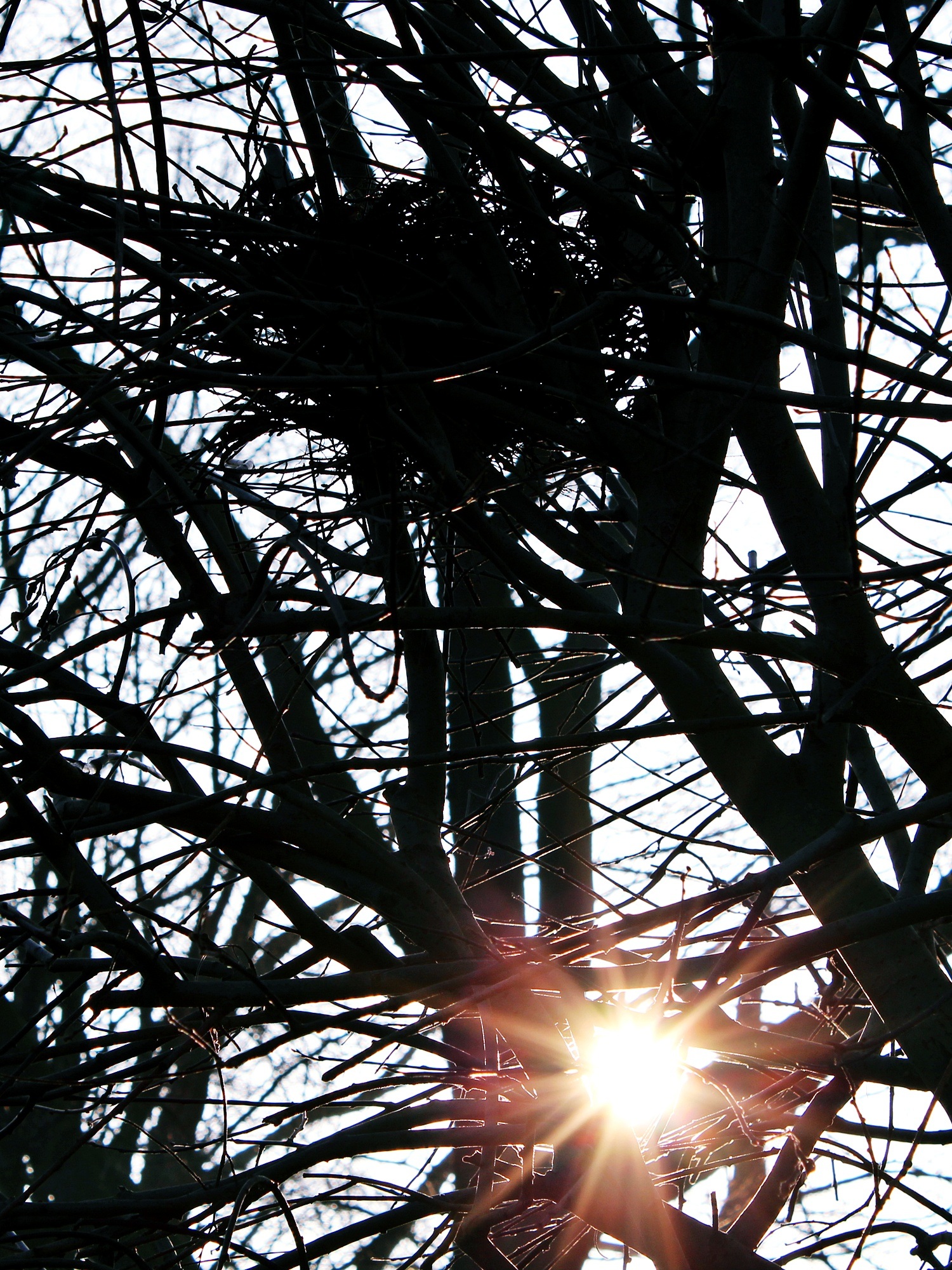 Lights of a sun through tree branches free image download