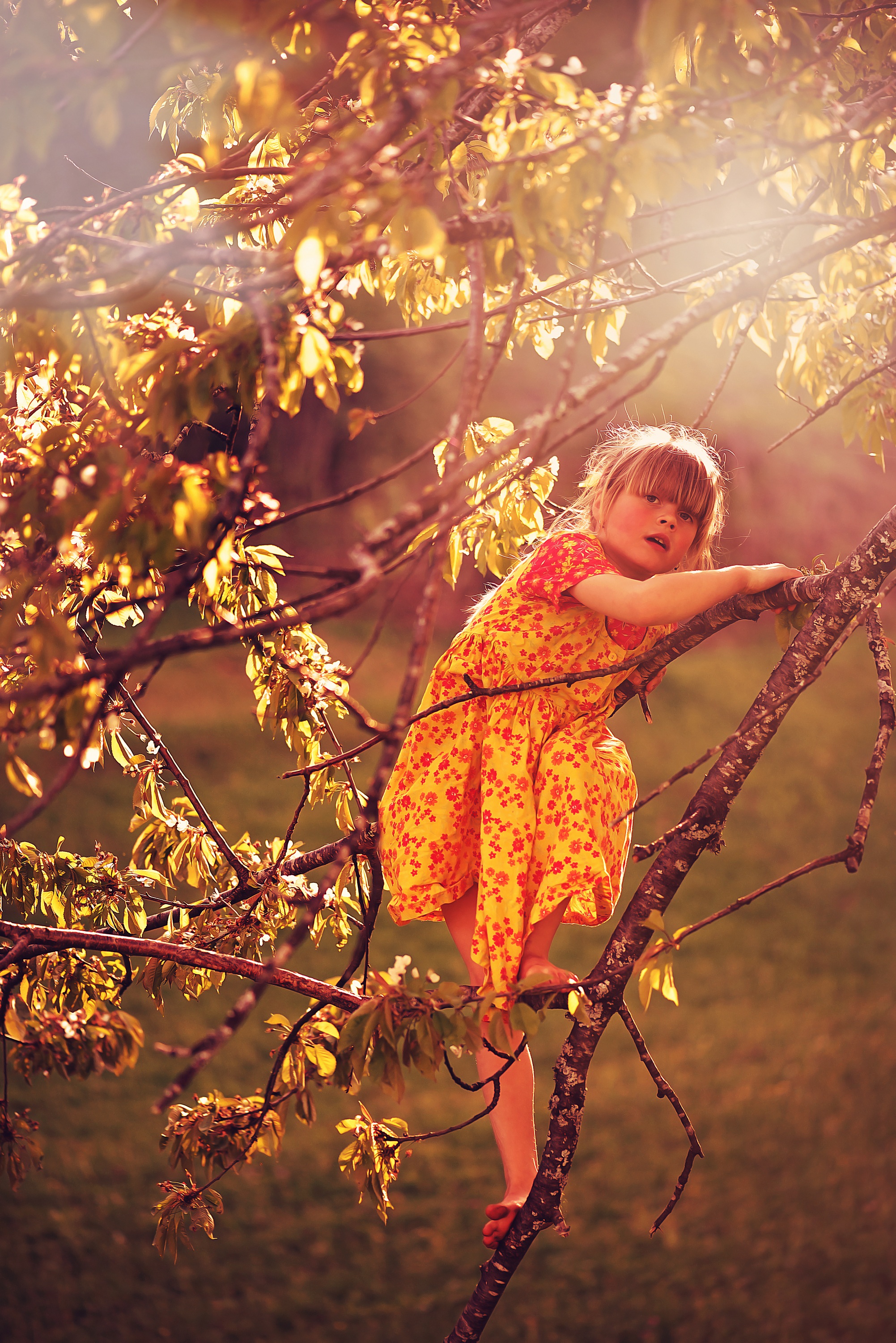 A child in a dress on nature in the sunset free image download
