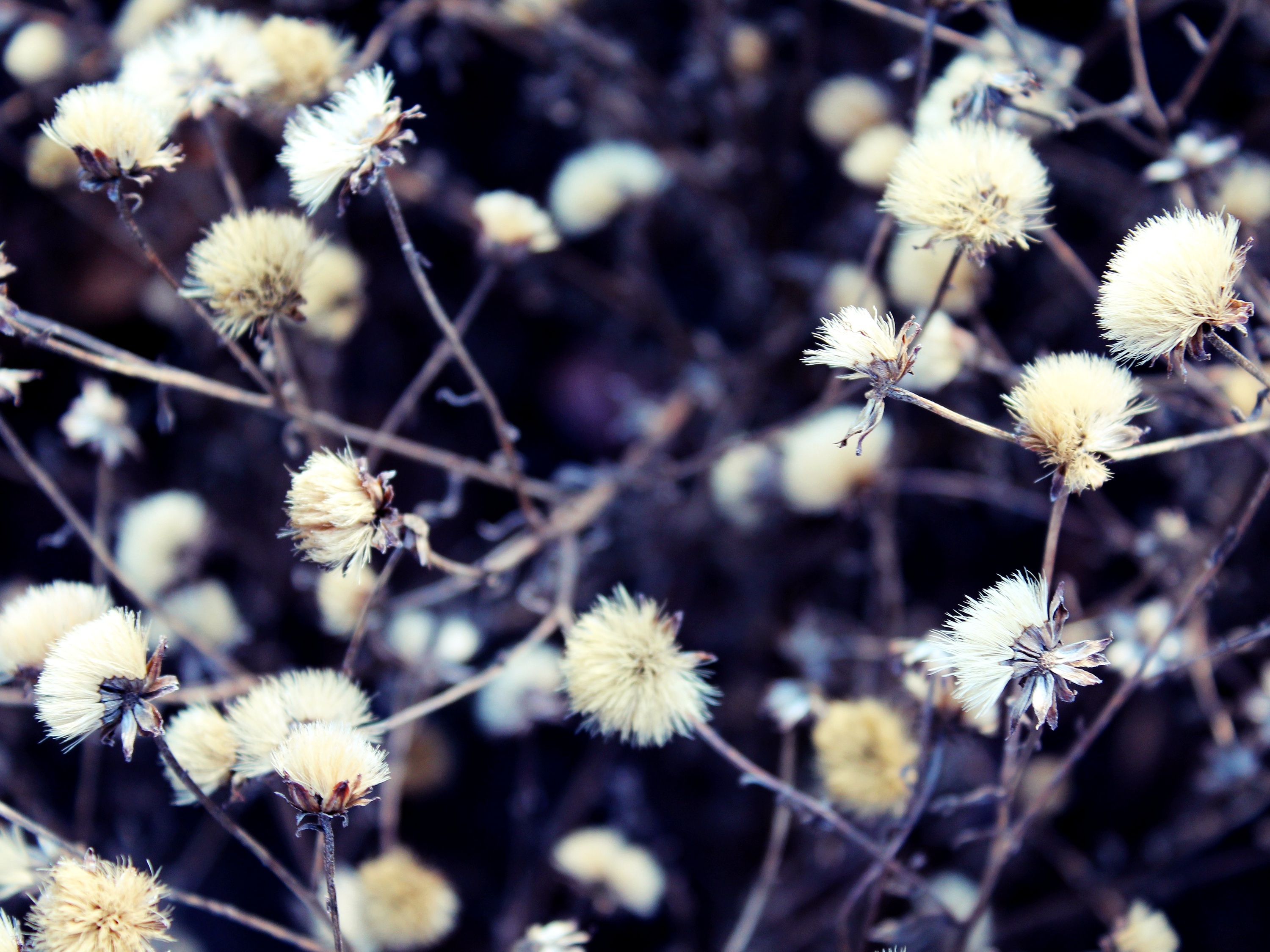 Plant soft fluffy free image download