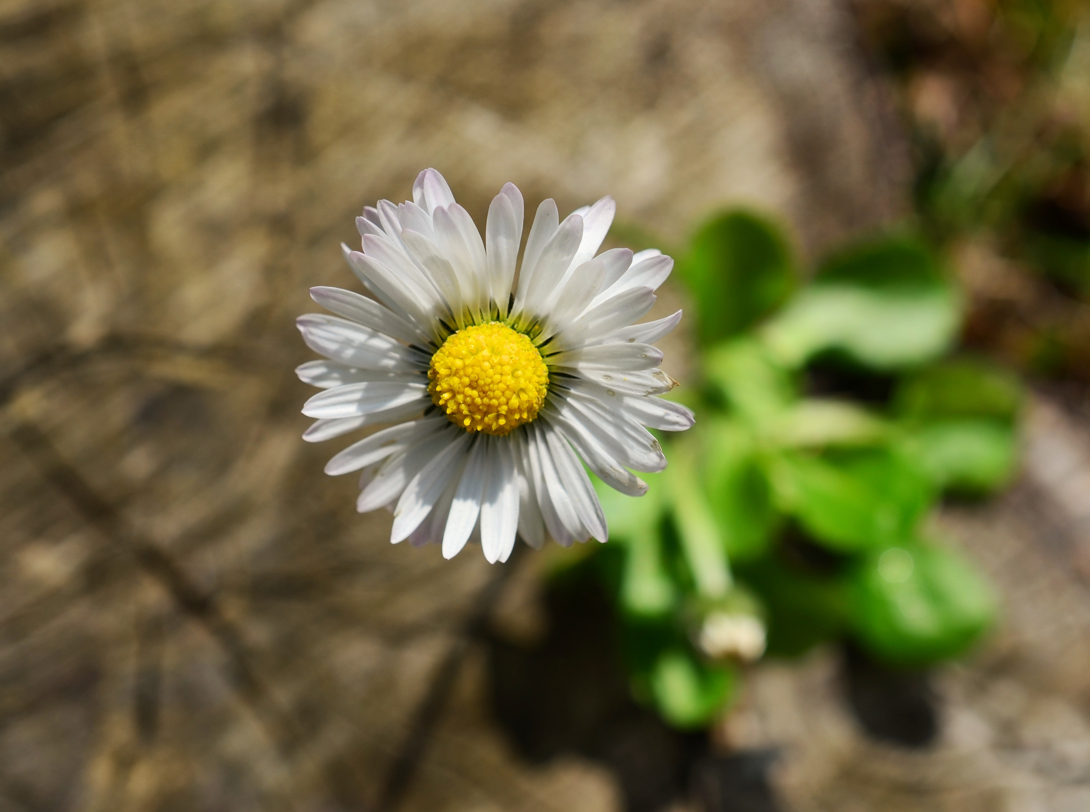 Lonely daisy on the stone free image download