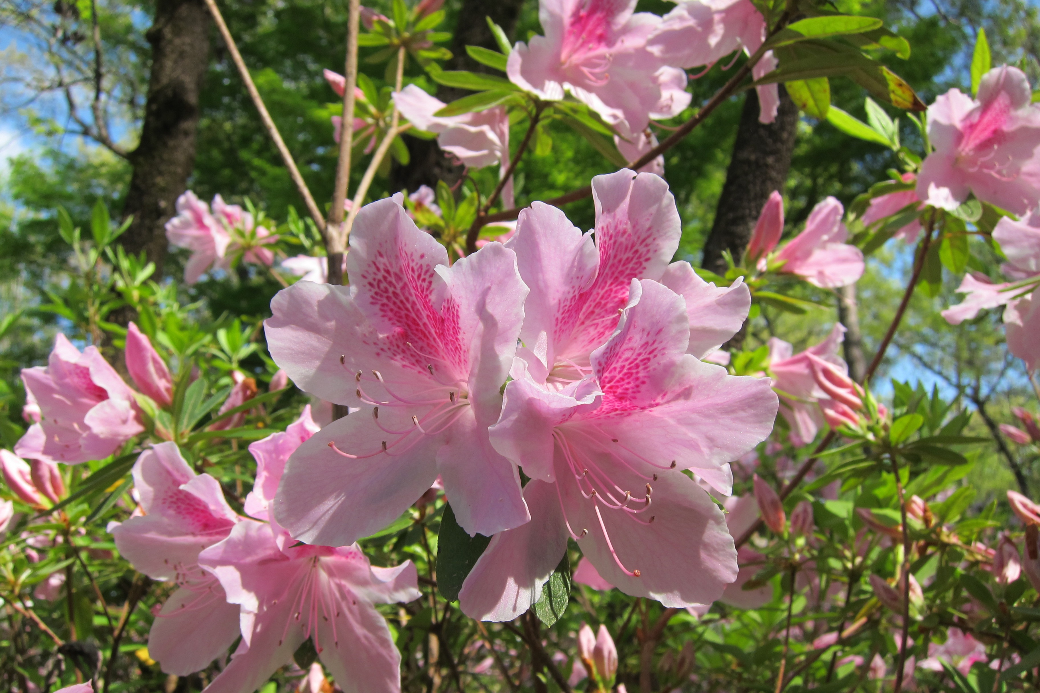 White and pink azaleas free image download