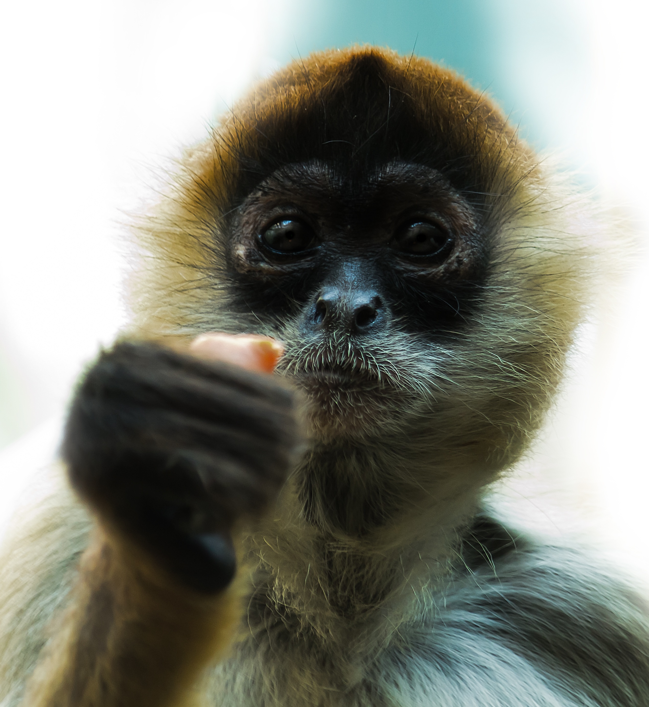 Portrait of a friendly monkey free image download